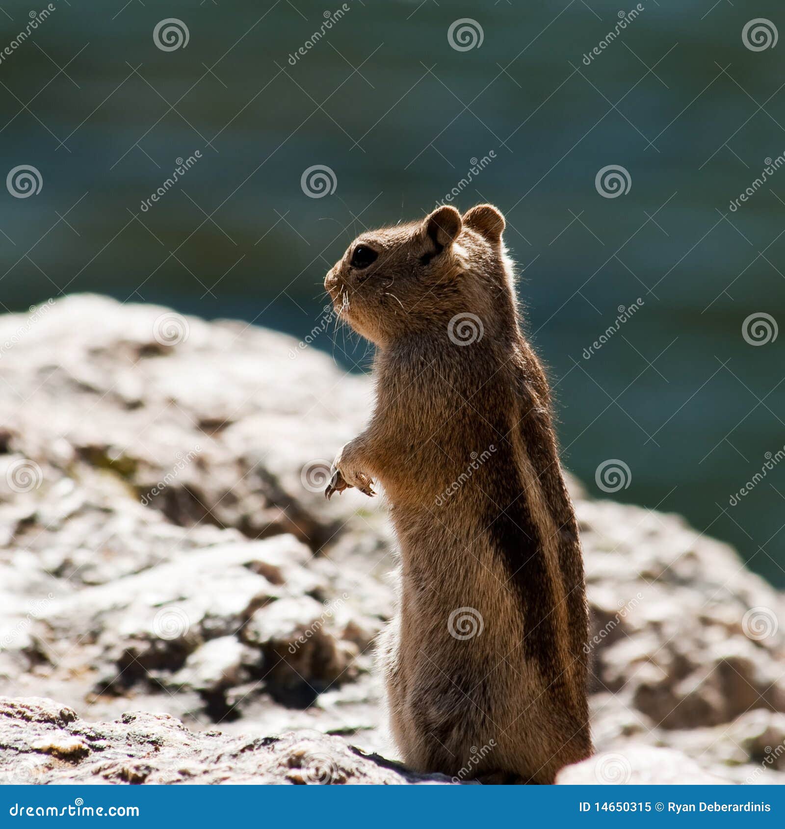 Rocky Mountain Rodent stock image. Image of rock, natural - 14650315