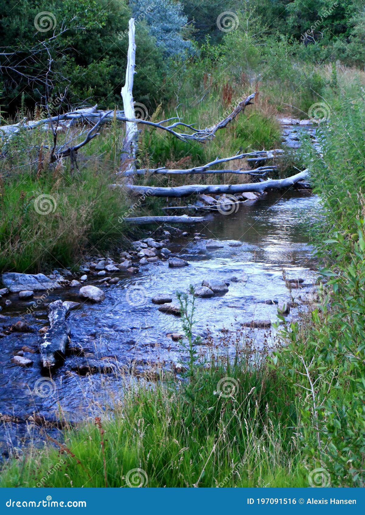Fallen Logs Have New Shoots On A River Beach Royalty-Free Stock ...