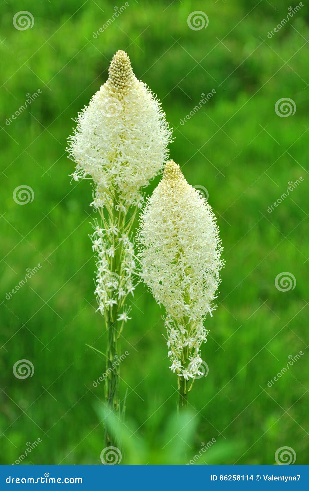 Fog And Beargrass Stock Photo | CartoonDealer.com #17462286