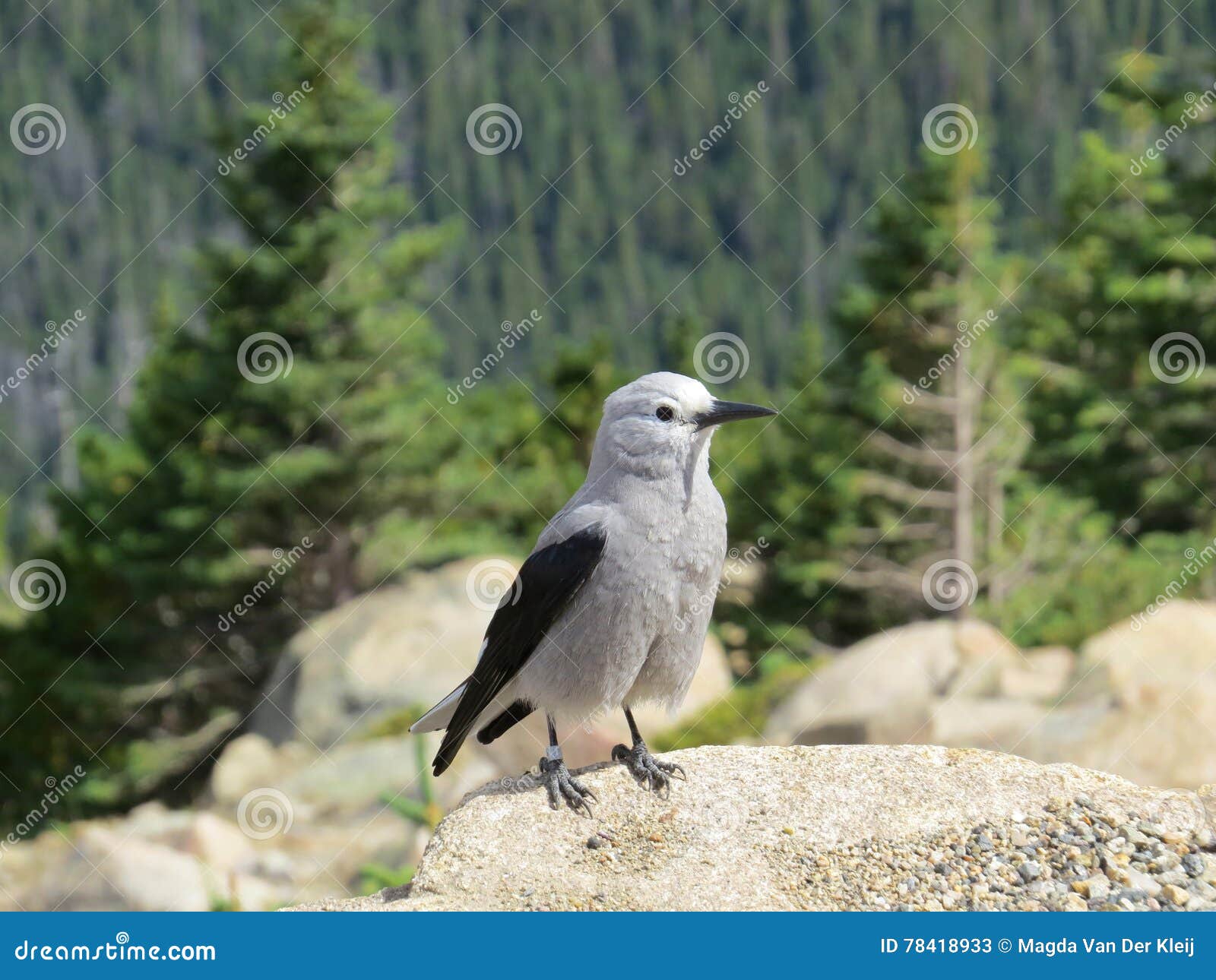 Rocky Mountains Grey Jay stock image. Image of beak, blue - 78418933