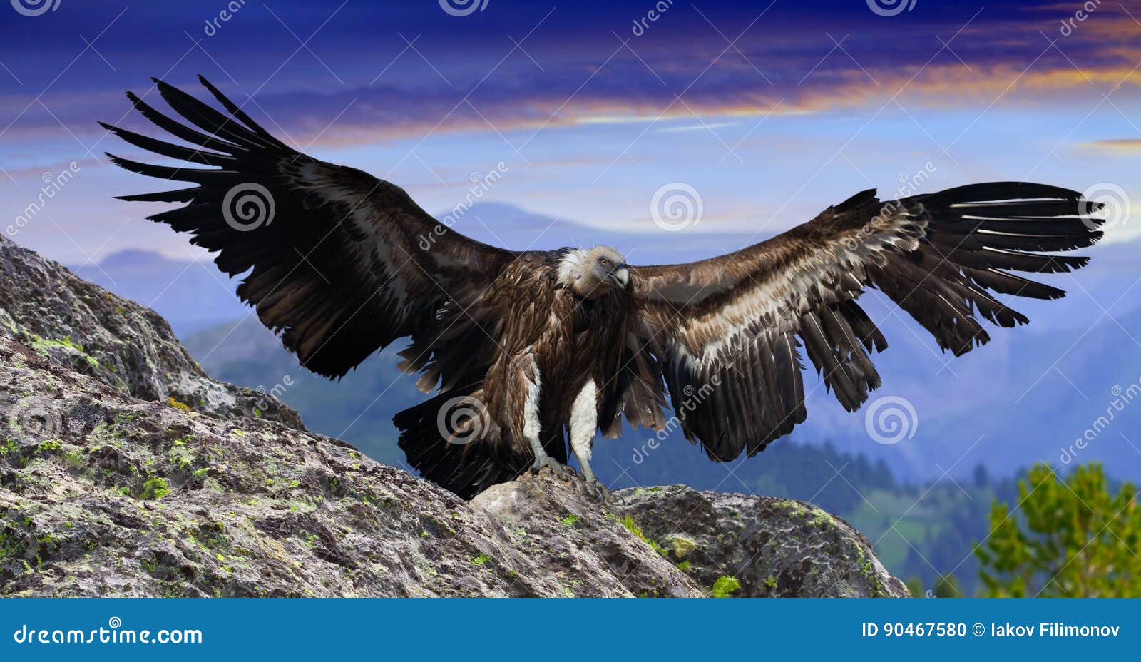 Rocky mountains gyps stock photo. Image of flying, brown - 90467580