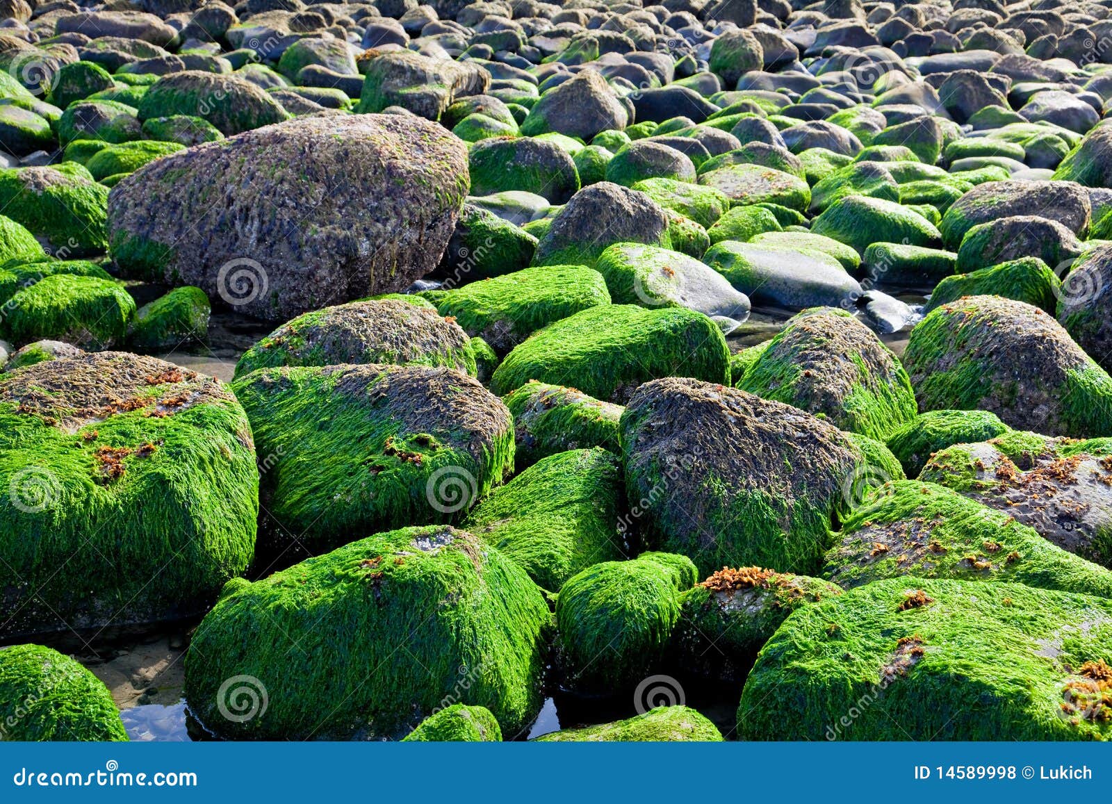 Pyrrophyta Stock Photos - Free & Royalty-Free Stock Photos from Dreamstime