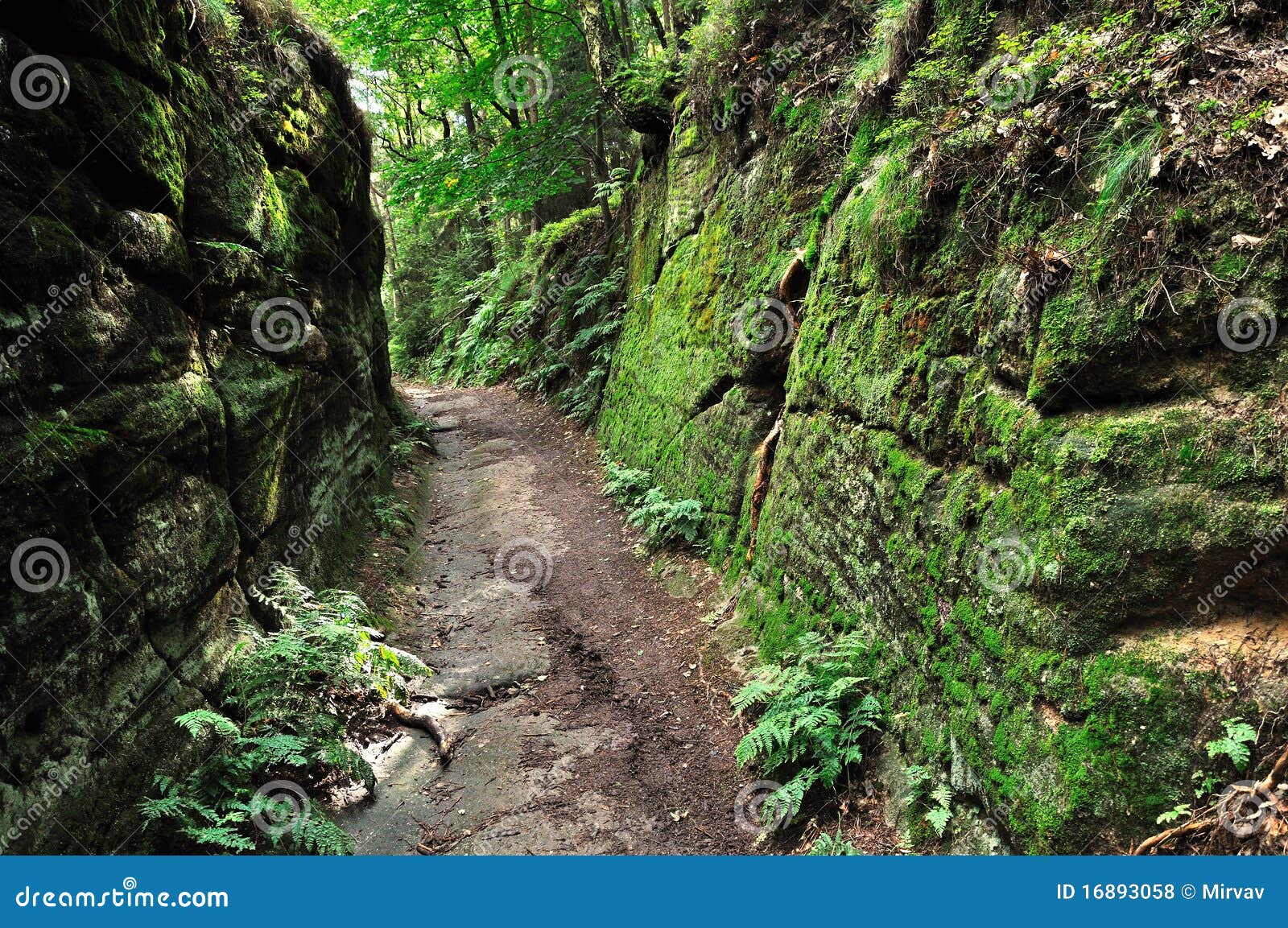Rocky path stock photo. Image of forest, landscape, park - 16893058