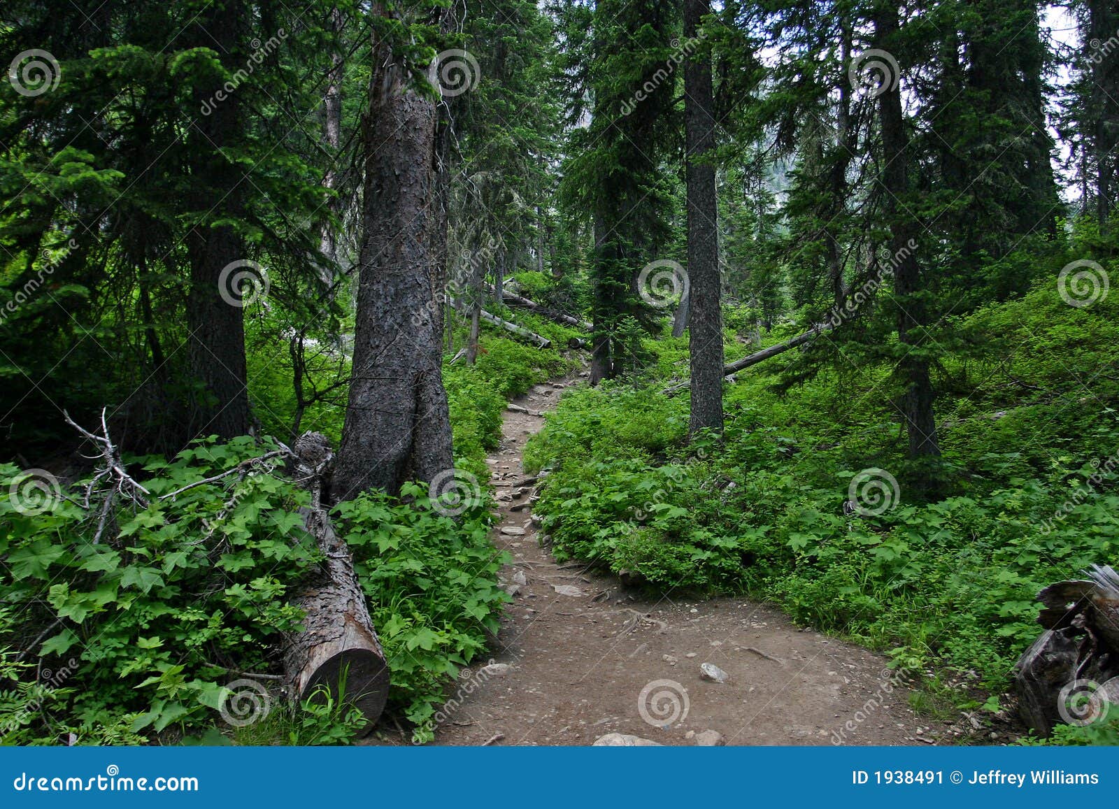 Rocky path stock image. Image of path, rocky, wyoming - 1938491