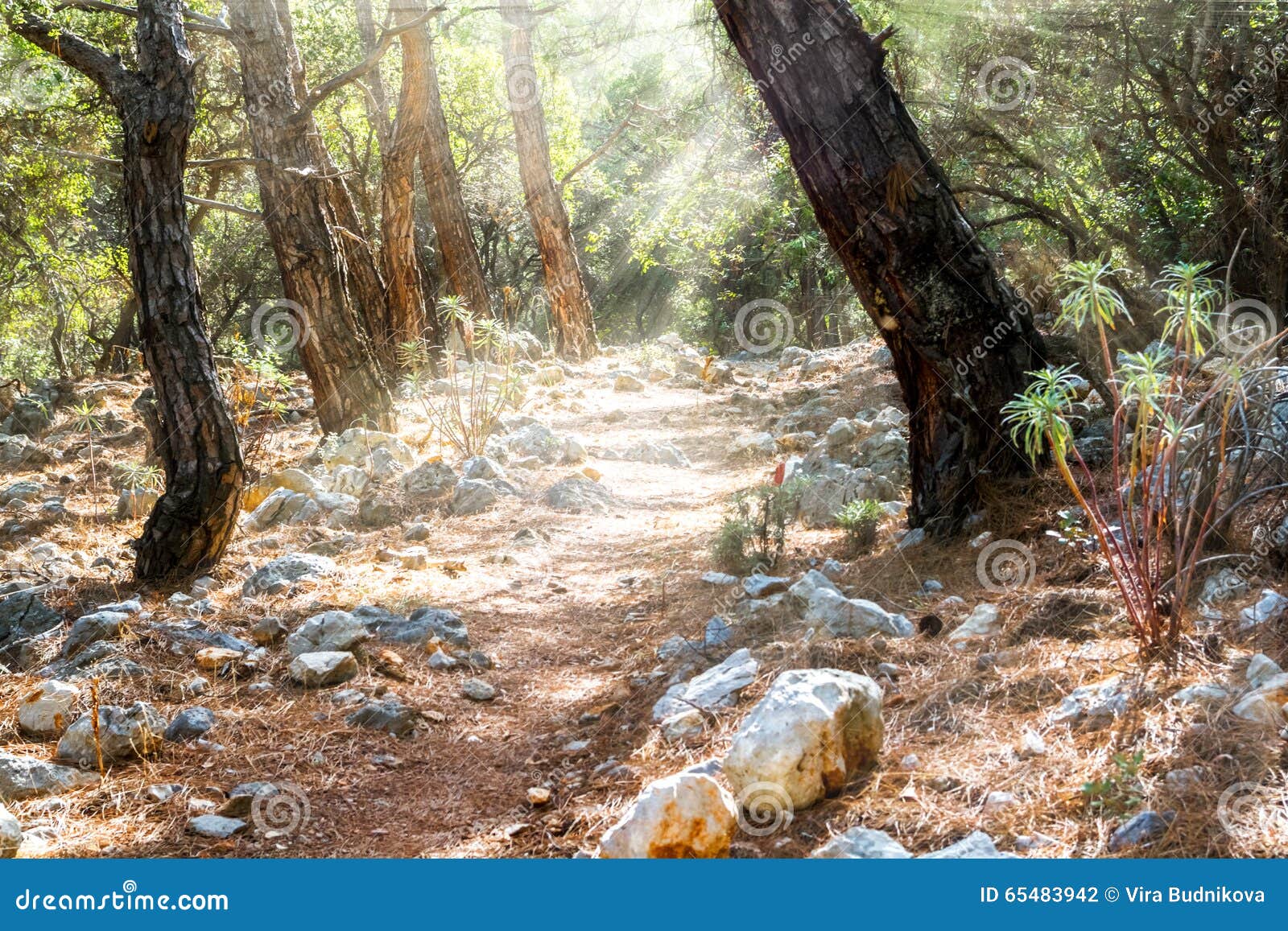 A rocky path in a forest. stock photo. Image of mist - 65483942
