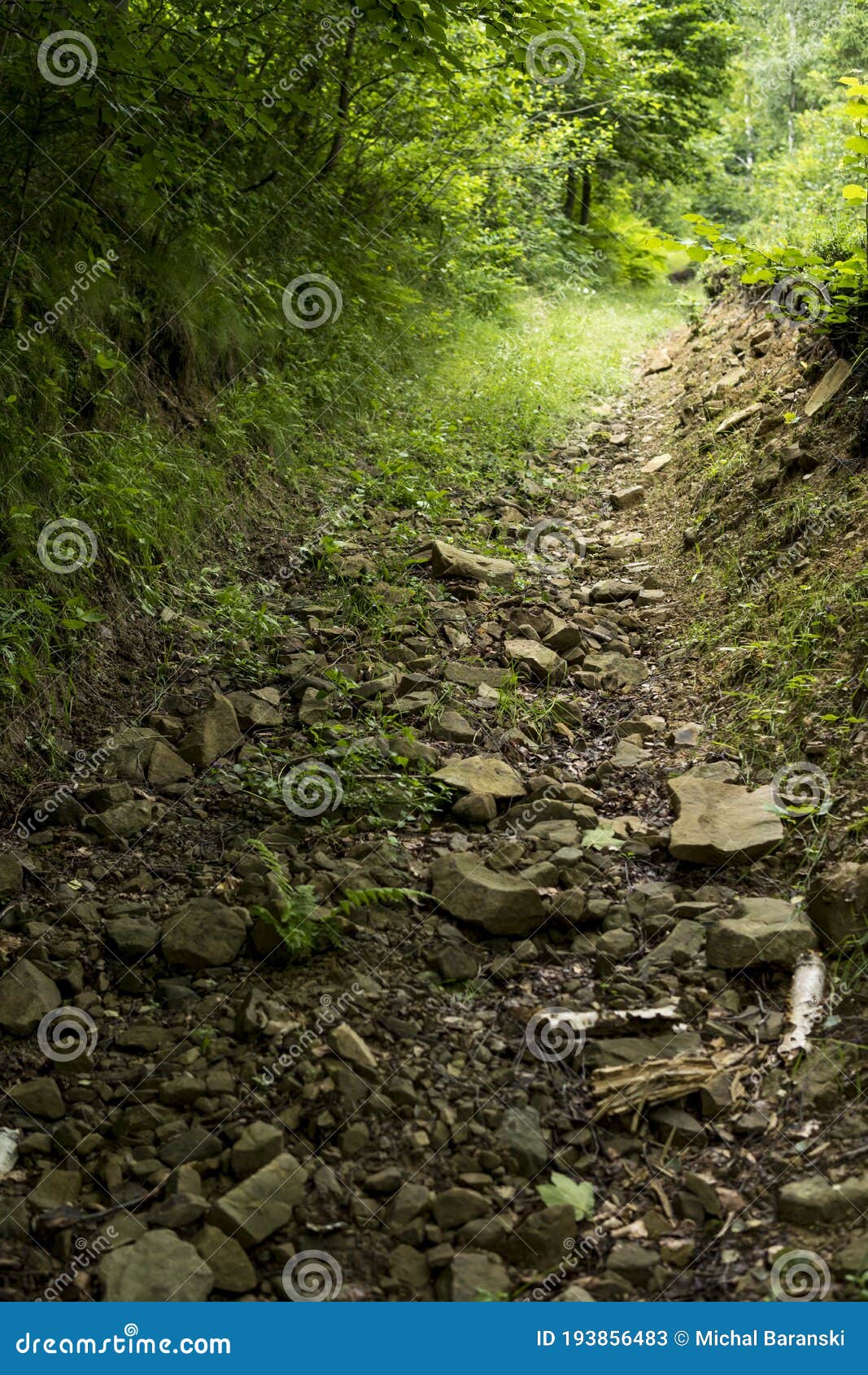 Rocky path in a forest stock image. Image of background - 193856483