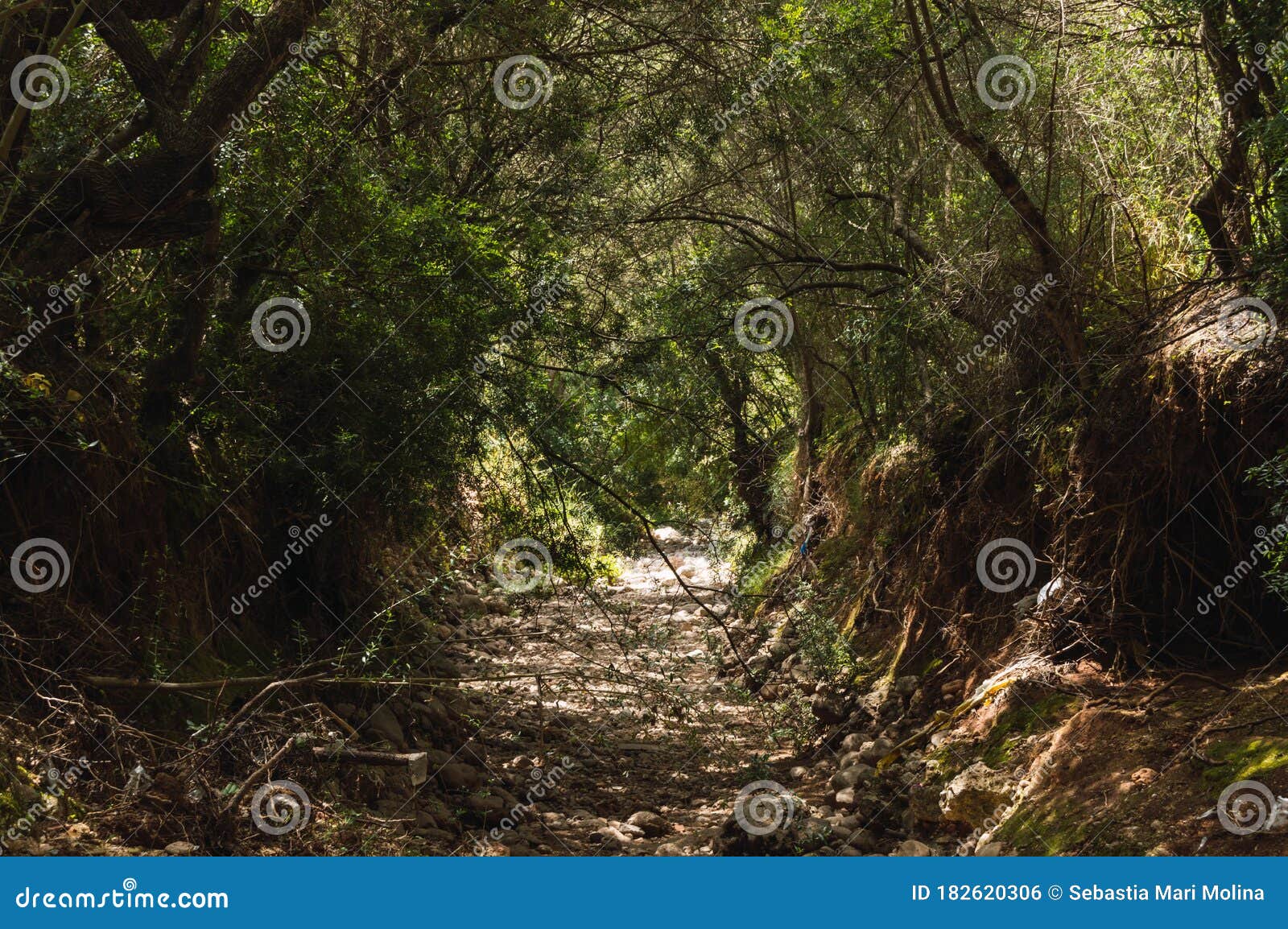Rocky path on a forest stock photo. Image of caucasus - 182620306