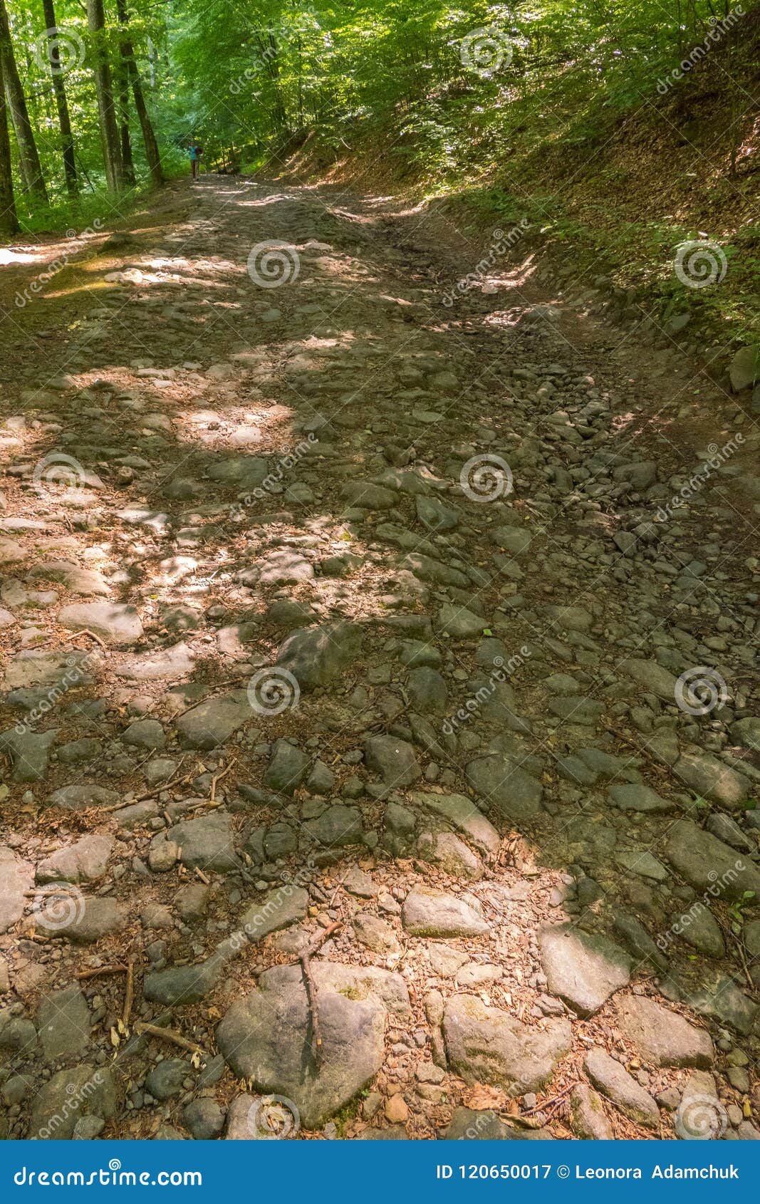 The Rocky Path in the Forest is Walking among the Trees on One Side and ...