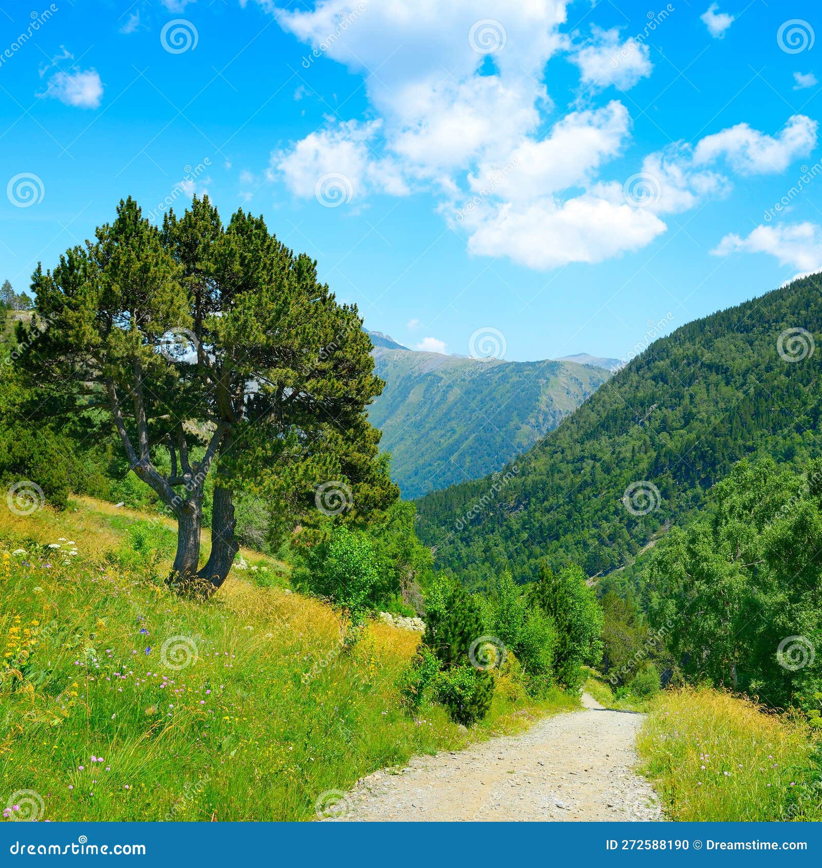 Rocky Path in Mountains Covered with Forest Stock Photo - Image of ...