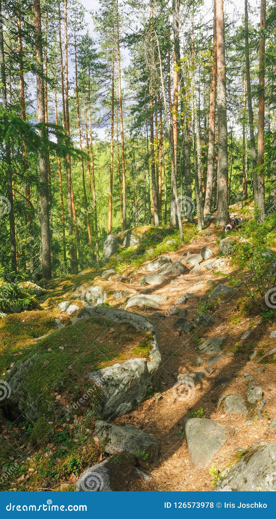 Rocky Path in a Natural Forest Stock Photo - Image of mountain, scenics ...