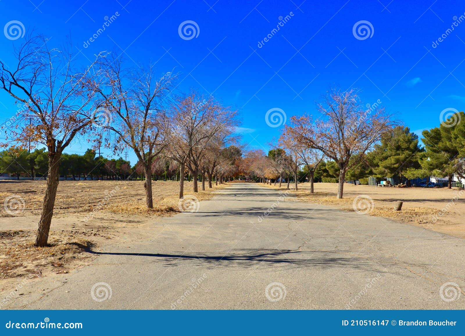 Pathway with Blue Sky and Trees Stock Image - Image of autumn, road ...