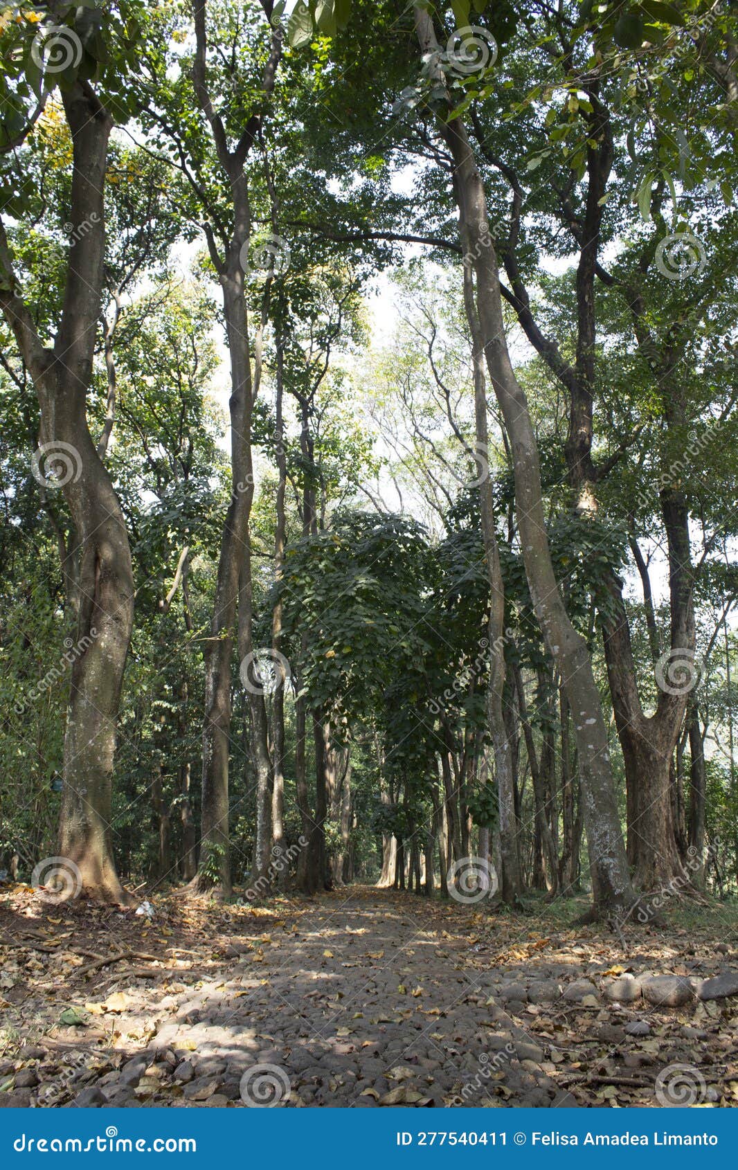 A Pathway with Trees Inside the Forest Ground Stock Image - Image of ...