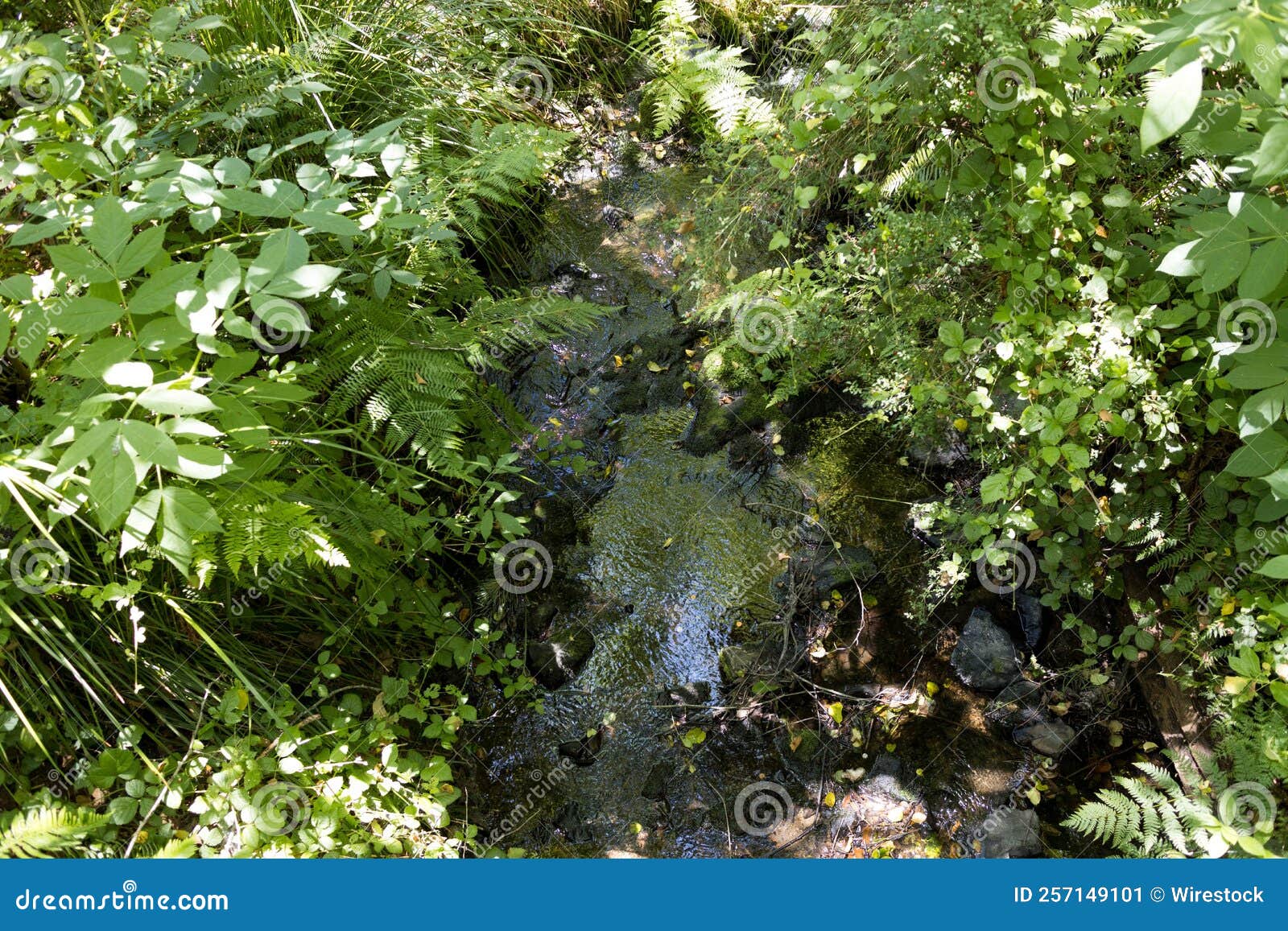 Rocky Puddle between Plants Stock Image - Image of outdoors, ecology ...