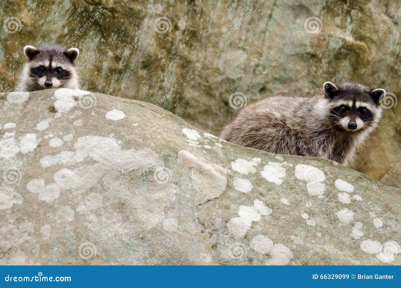Rocky Raccoon stock image. Image of rock, parent, wildlife - 66329099