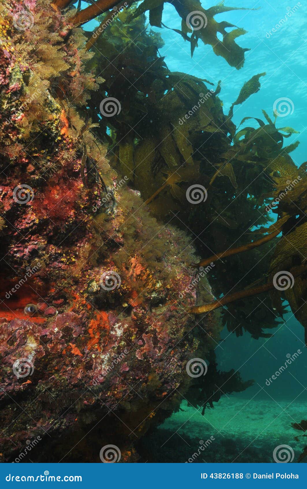 Rocky reef with kelp stock photo. Image of algae, rich - 43826188