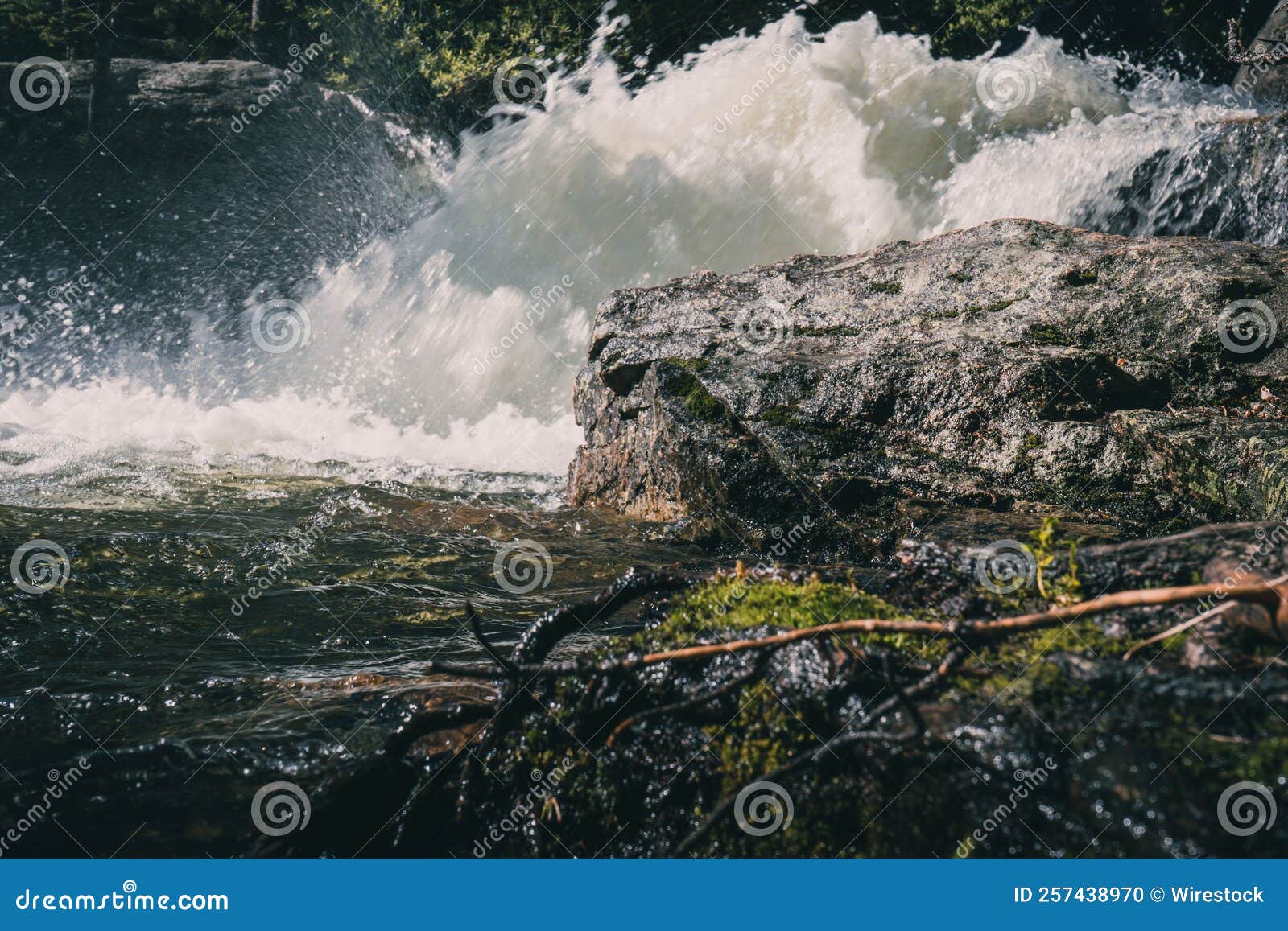 Rocky River Floating between the Fur-trees Stock Photo - Image of trees ...