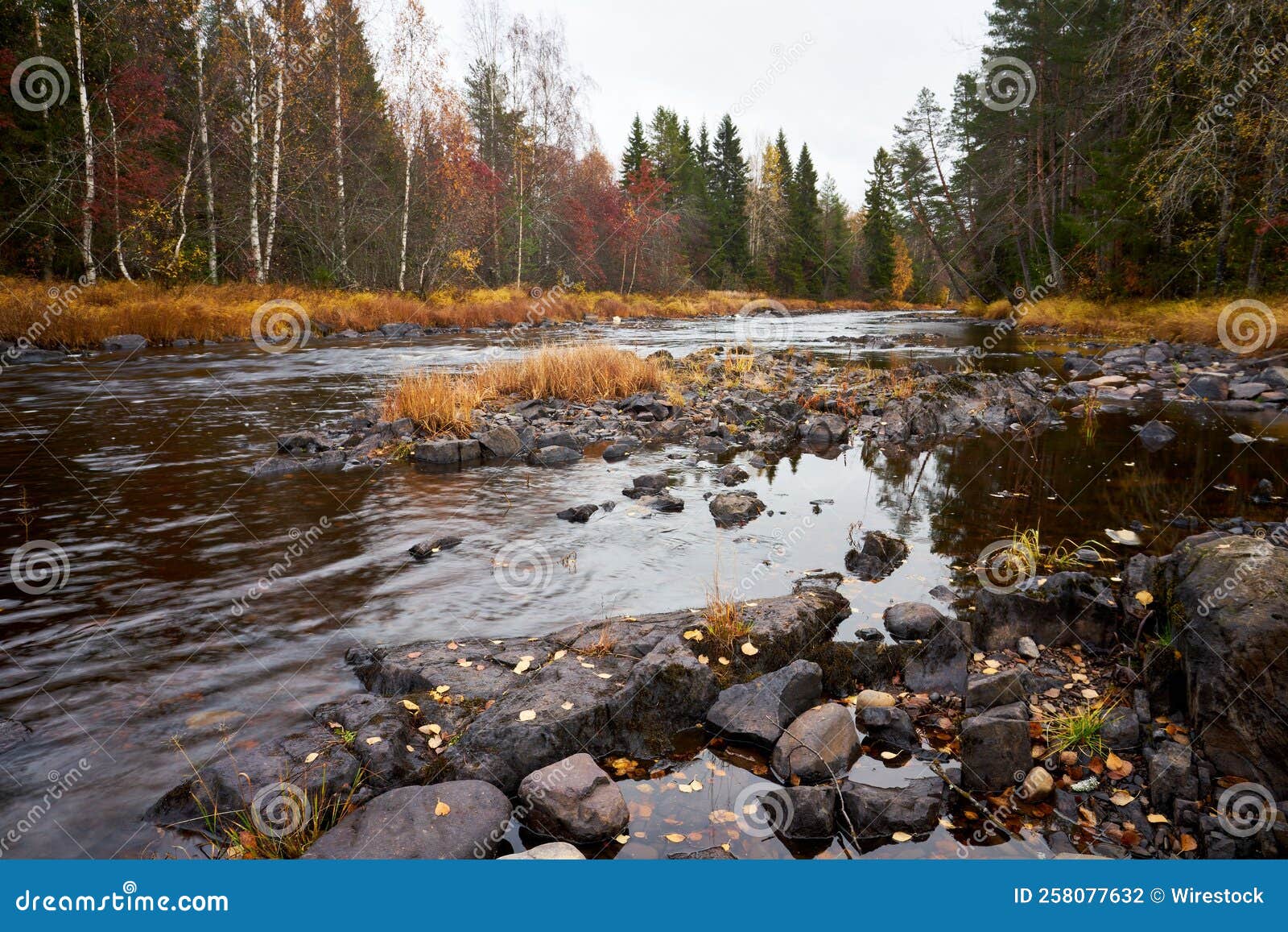 Rocky River in a Forest in Autumn Stock Photo - Image of rocky, natural ...