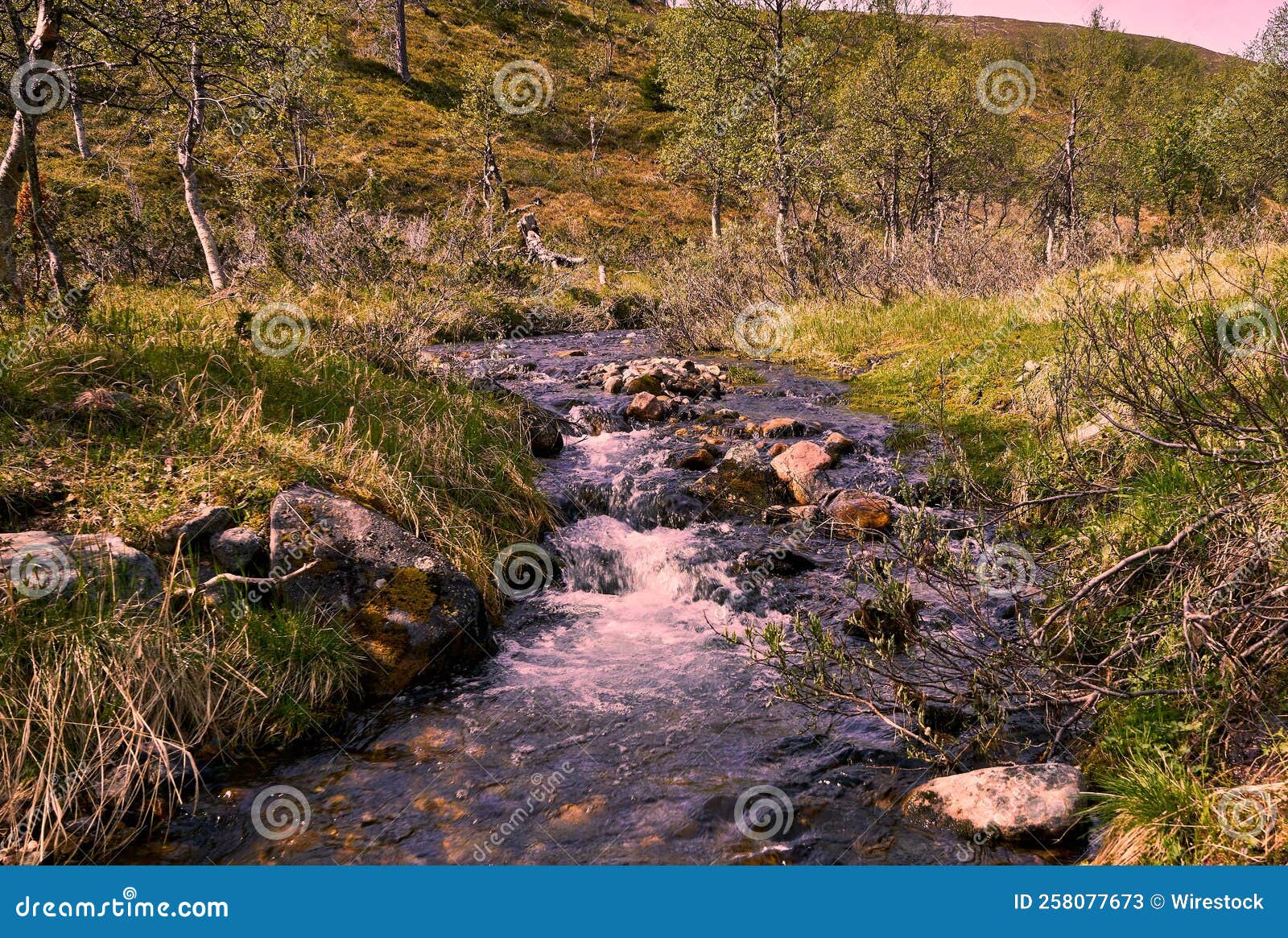 Rocky River in a Forest in Autumn Stock Image - Image of natural ...