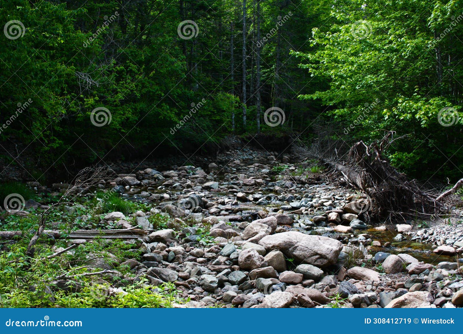 Rocky River with Forest Backdrop in Woodland Setting Stock Image ...