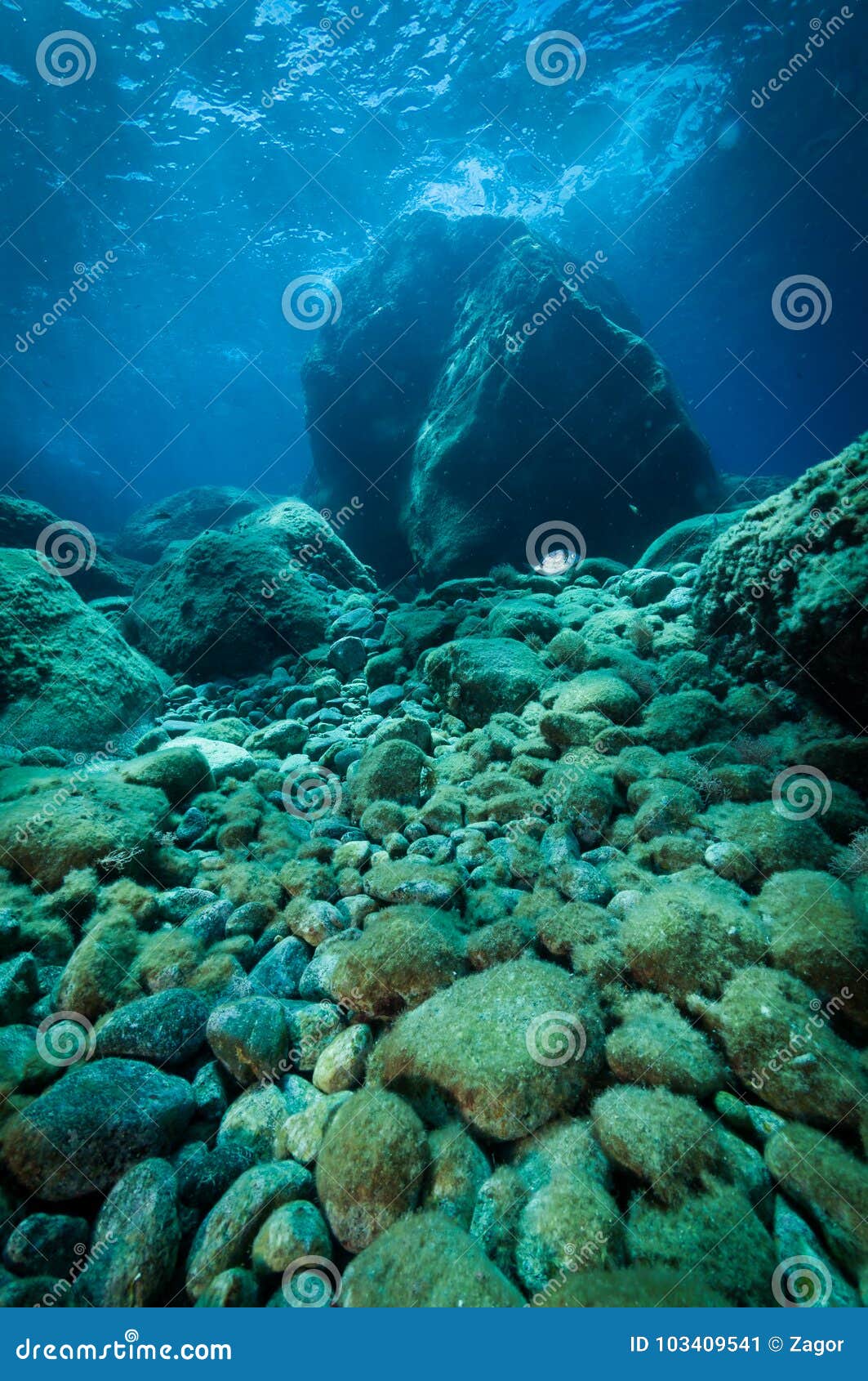 Rocky sea bottom stock image. Image of diving, wildlife - 103409541