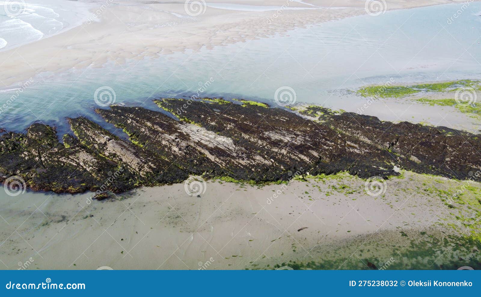 Rocky Seabed at Low Tide, Top View. a Stone Covered with Algae Stock ...
