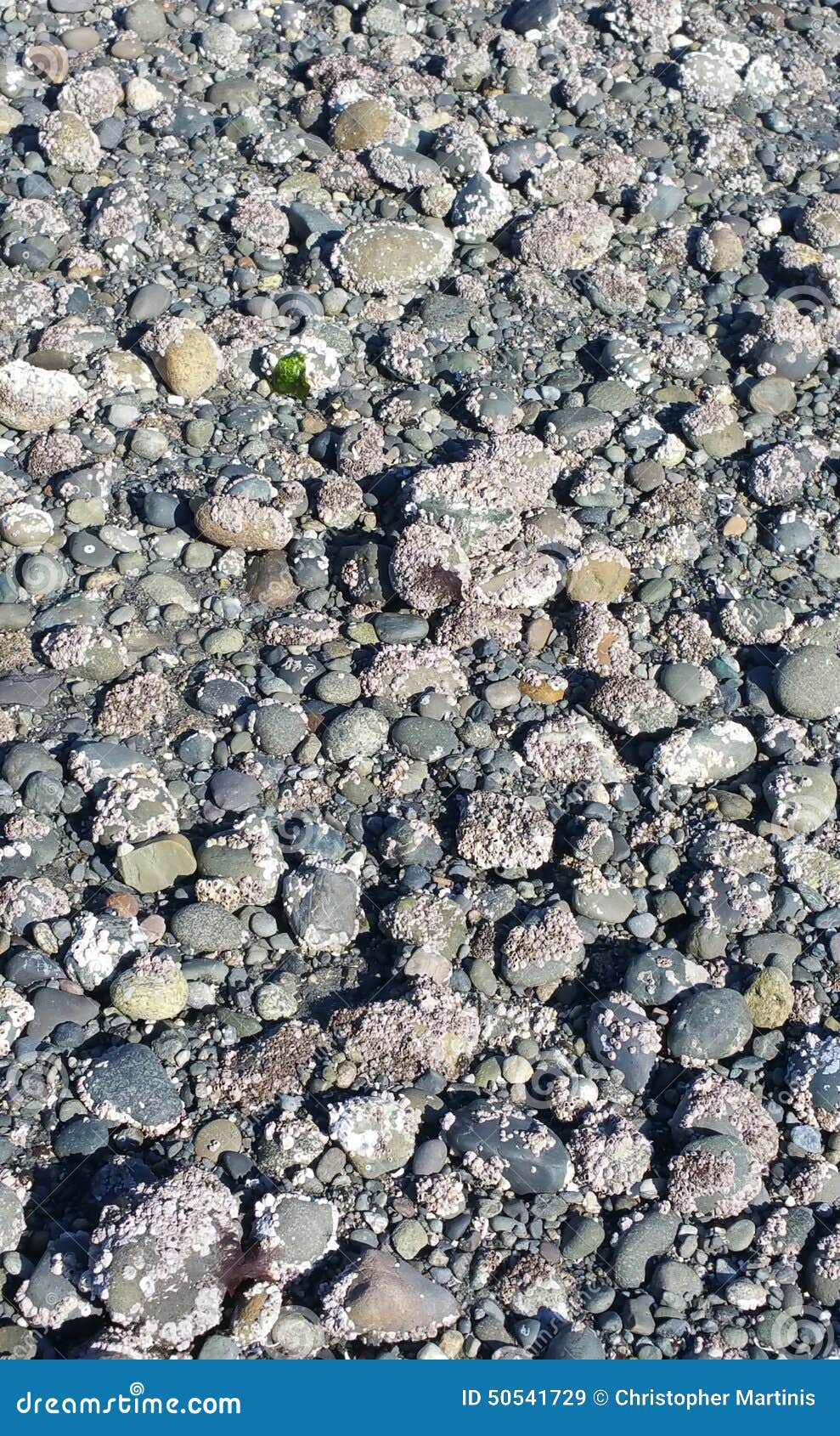 Rocky seattle beach stock image. Image of rocks, ocean - 50541729