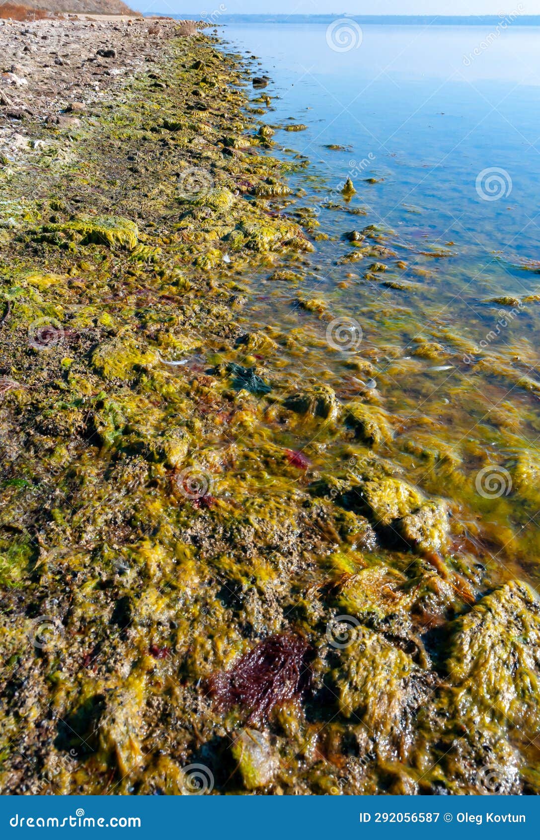 Rocky Shore of the Tiligul Estuary with Algae Emerging from Under the ...