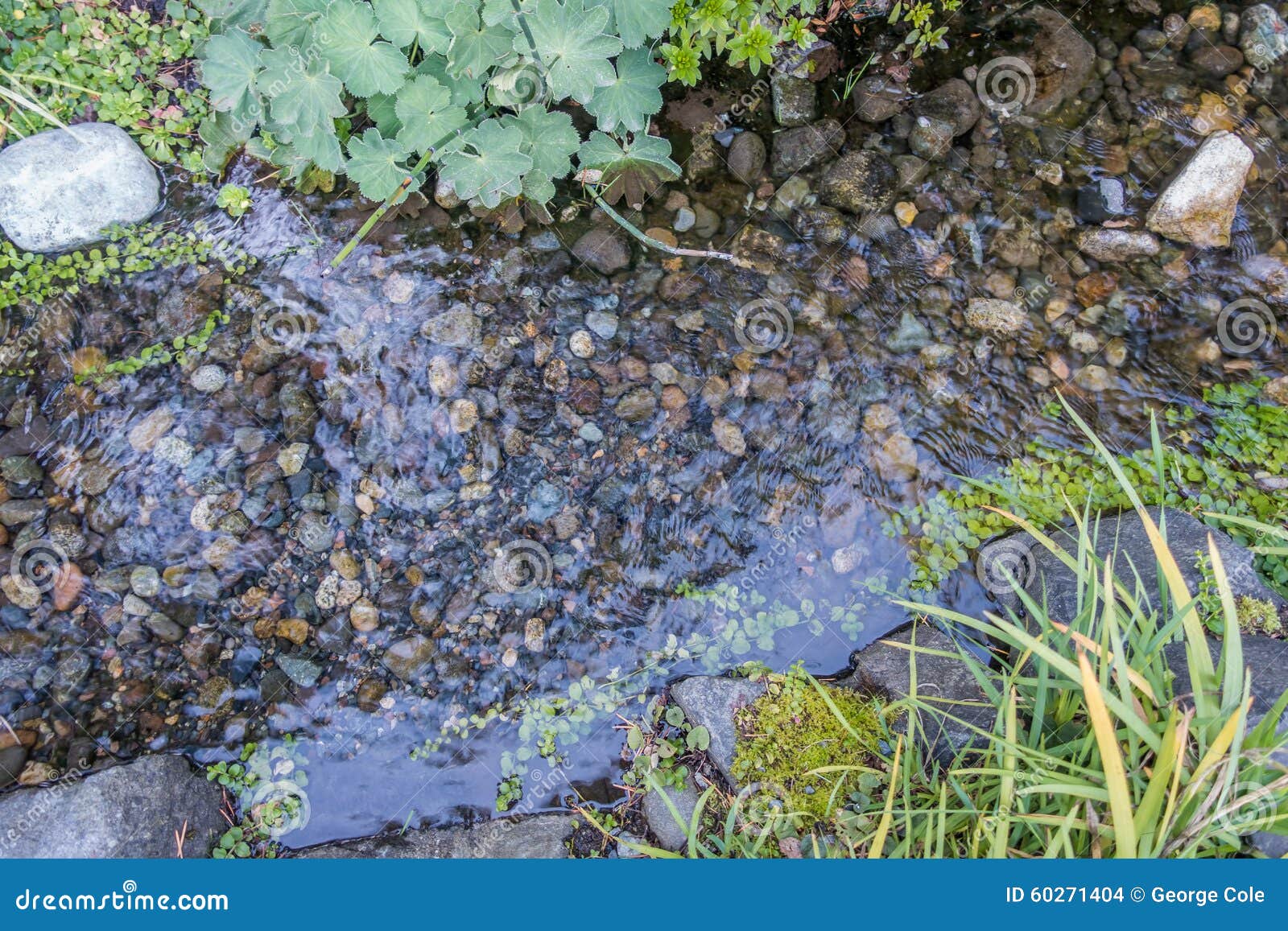 Rocky Stream Bed stock photo. Image of stream, texture - 60271404
