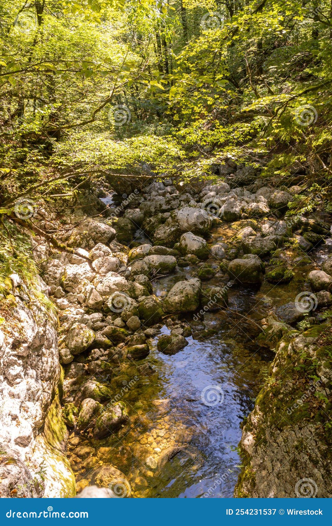 Rocky stream in the forest stock image. Image of autumn - 254231537