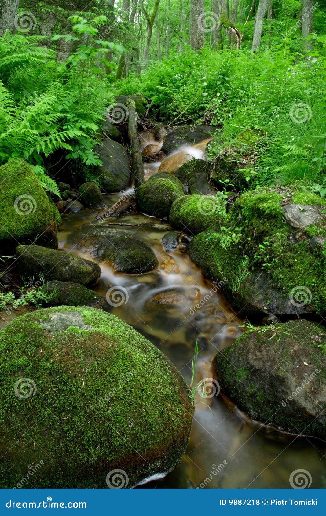 Rocky stream in forest stock photo. Image of boulder, greenery - 9887218