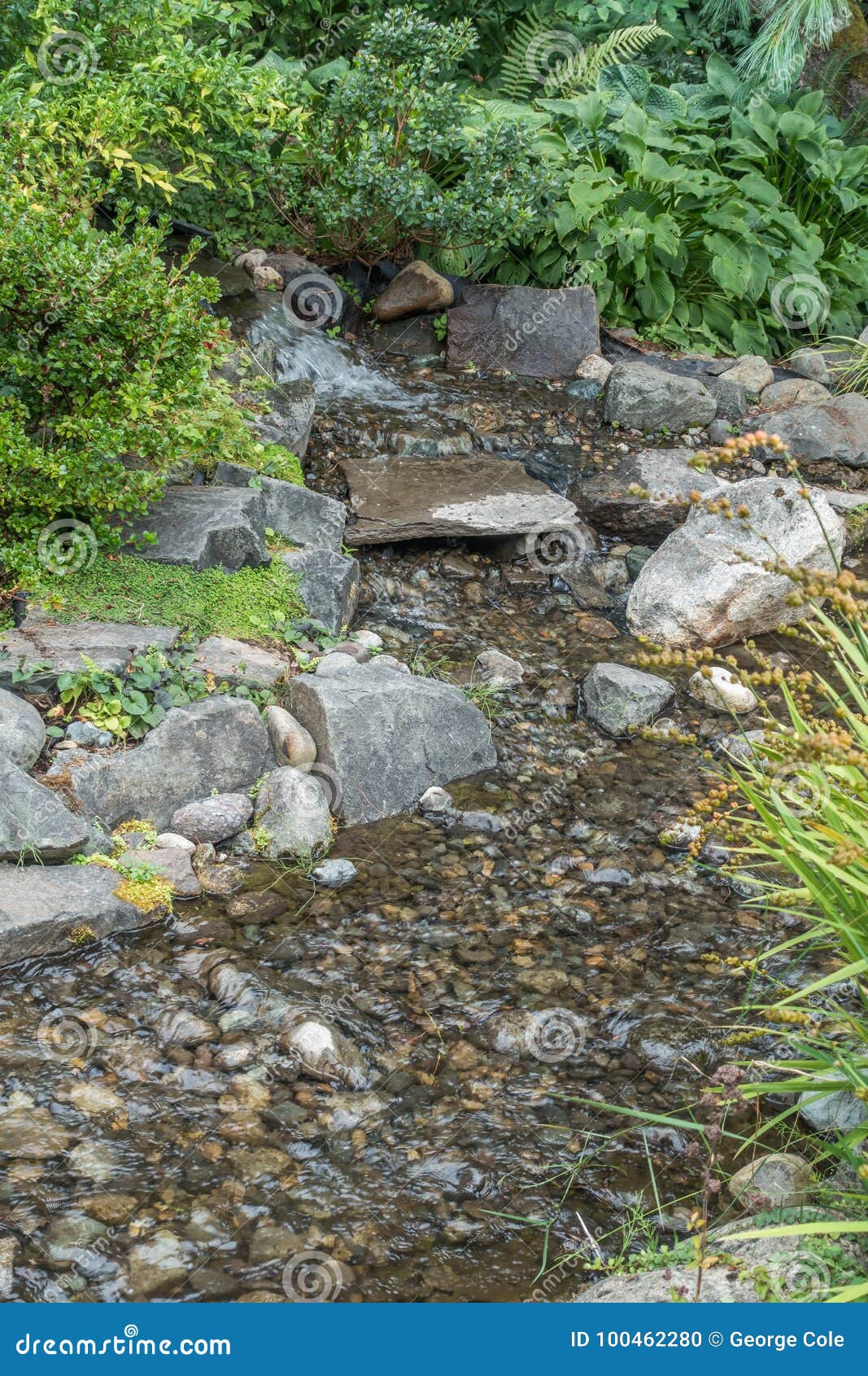 Rocky Stream stock photo. Image of flowing, landscape - 100462280