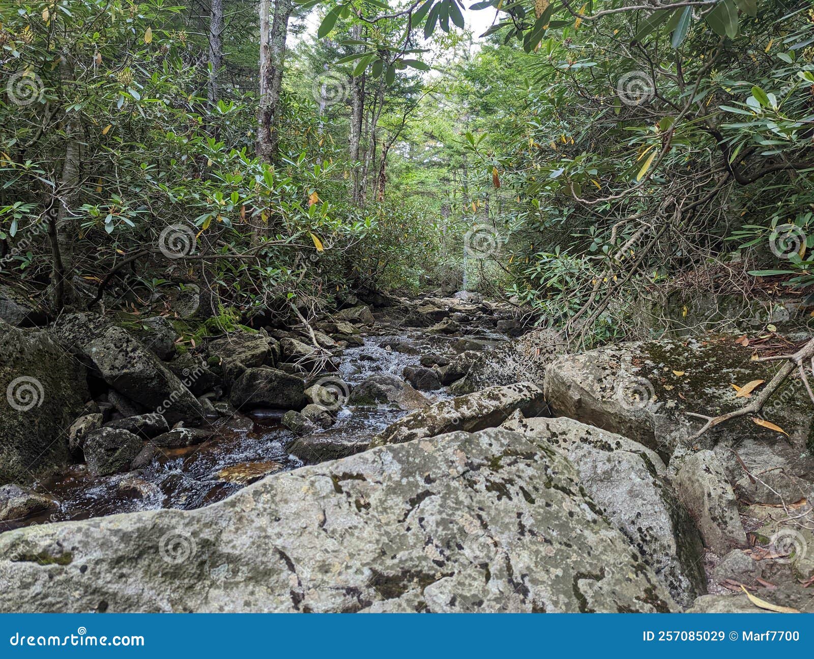 Rocky Stream stock image. Image of watercourse, ravine - 257085029