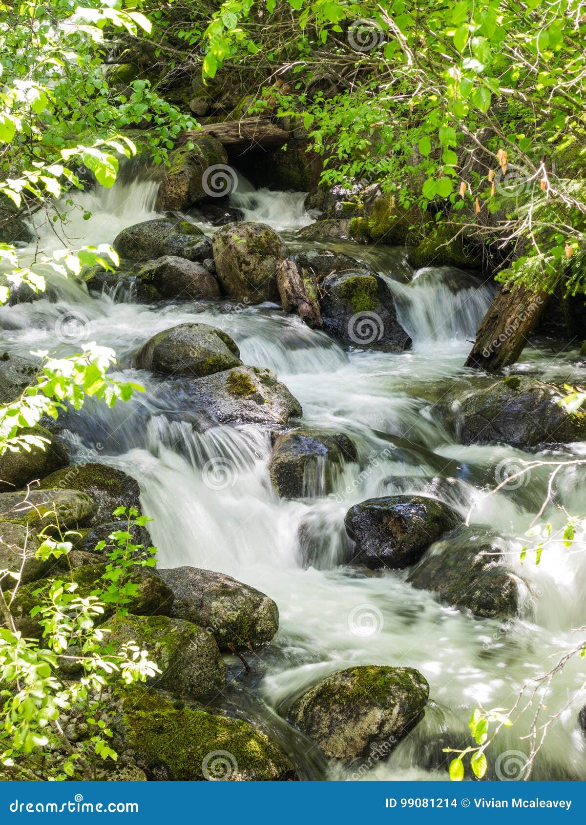 Rocky Stream through the Woods Stock Photo - Image of falls, stream ...