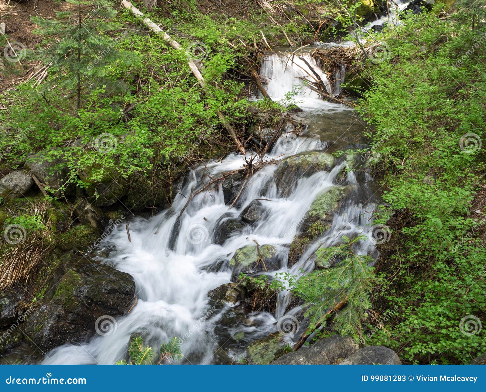 Rocky Stream through the Woods Stock Image - Image of rainforest, rocky ...