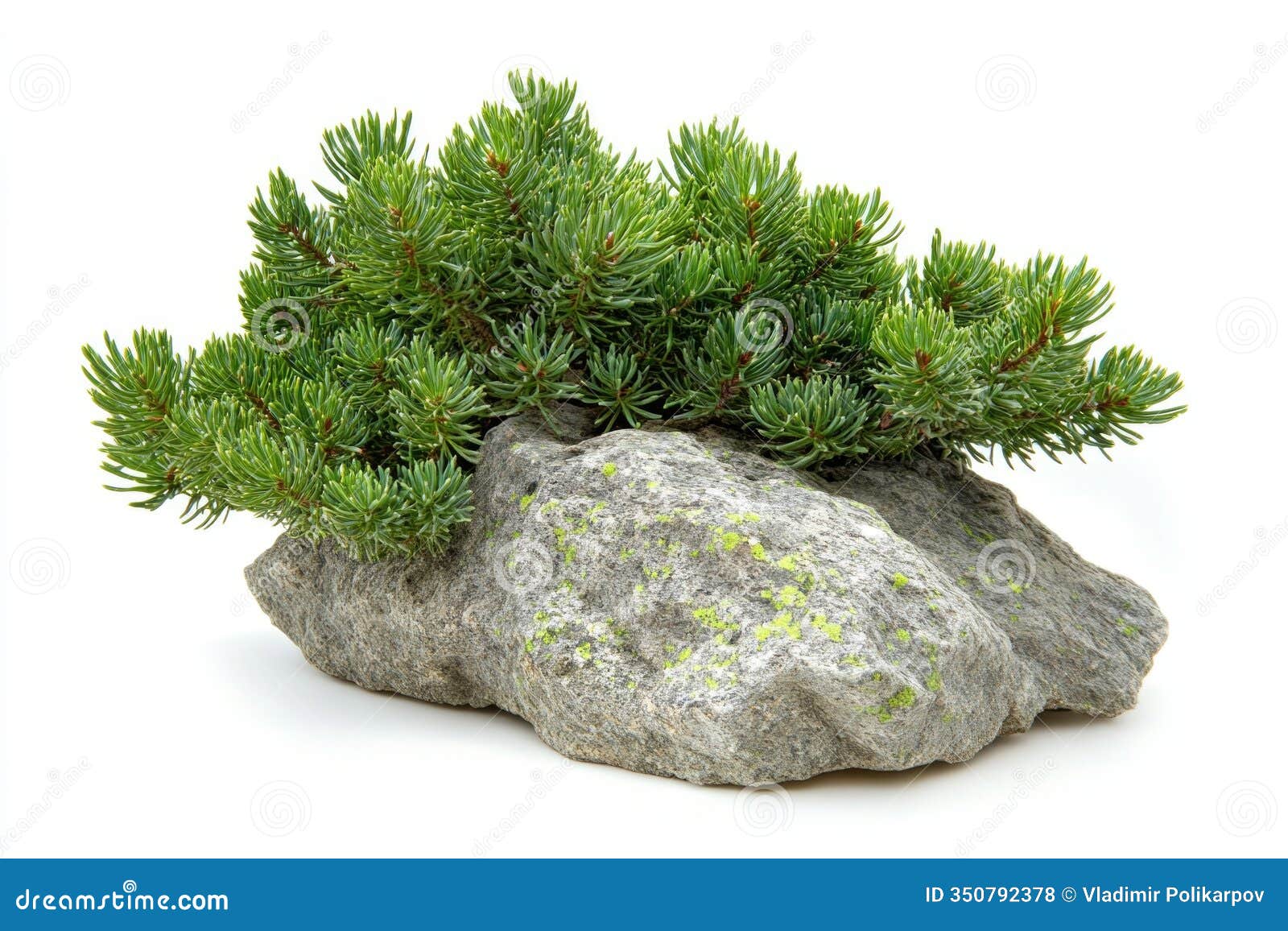 A Rocky Surface with a Small Plant Sprouting Out from between the ...