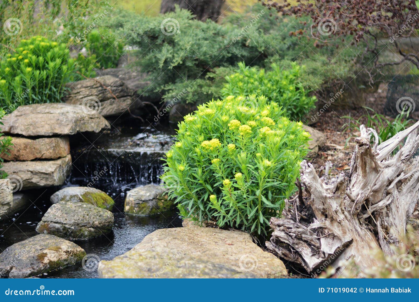 Rocky Waterfall, Plants stock photo. Image of large, green - 71019042