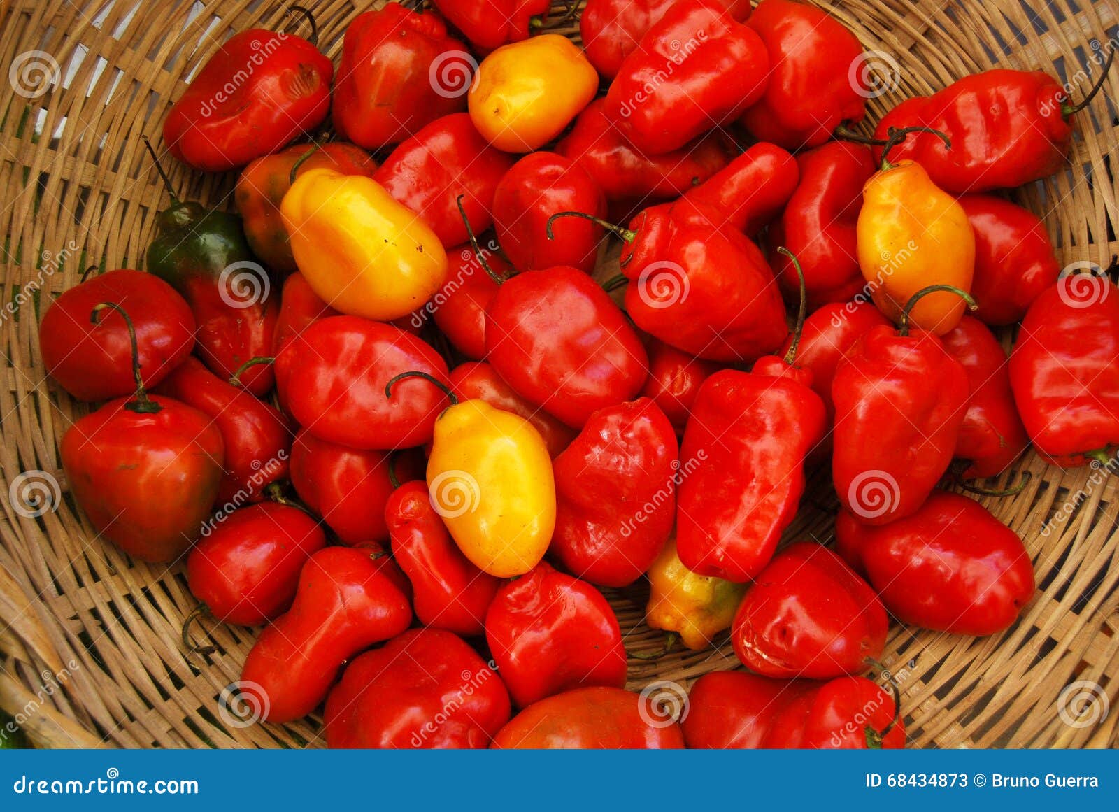 Rocoto imagen de archivo. Imagen de pimienta, chile, peruano - 68434873