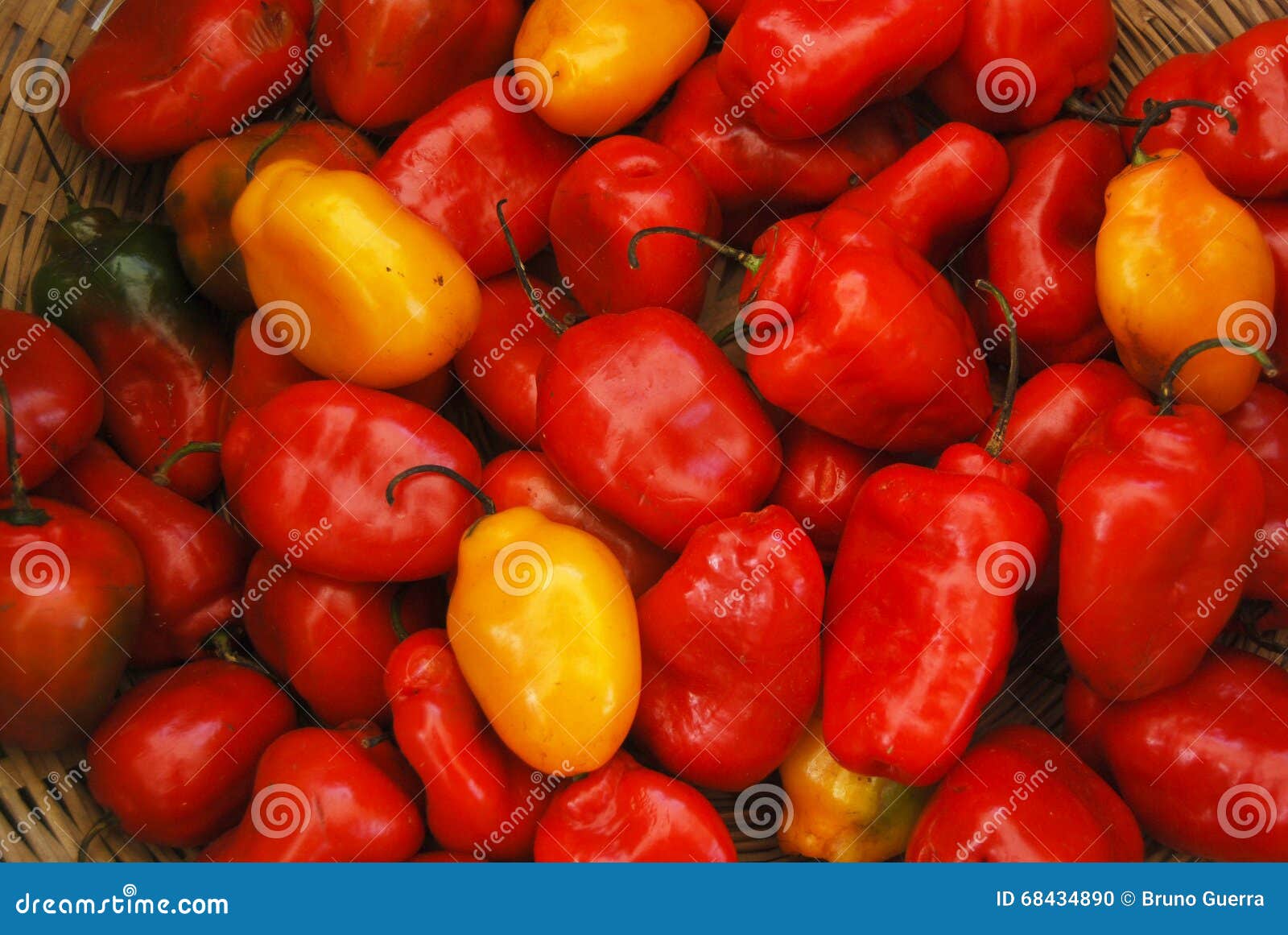 Rocoto stock photo. Image of pimiento, rocoto, peru, spice - 68434890
