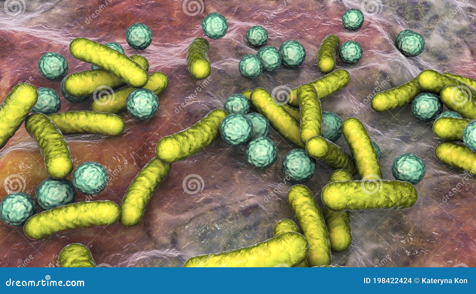 Rod-shaped Bacteria and Cocci Stock Illustration - Illustration of ...