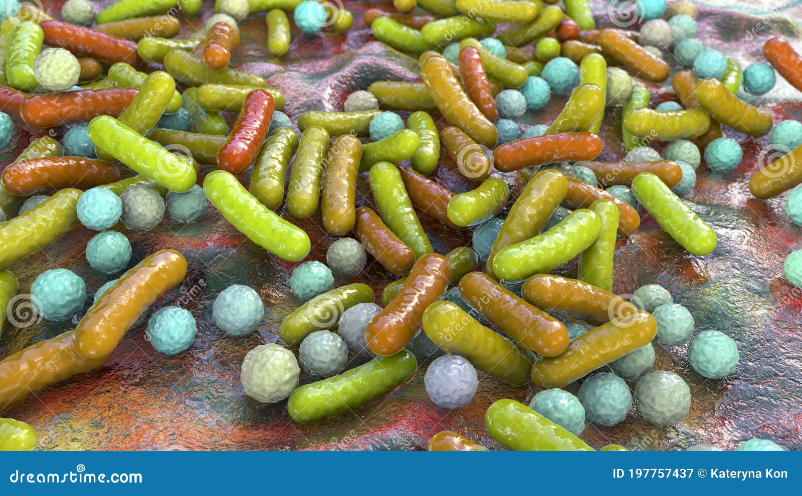 Rod-shaped Bacteria and Cocci, Human Microbiome, Human Pathogenic ...