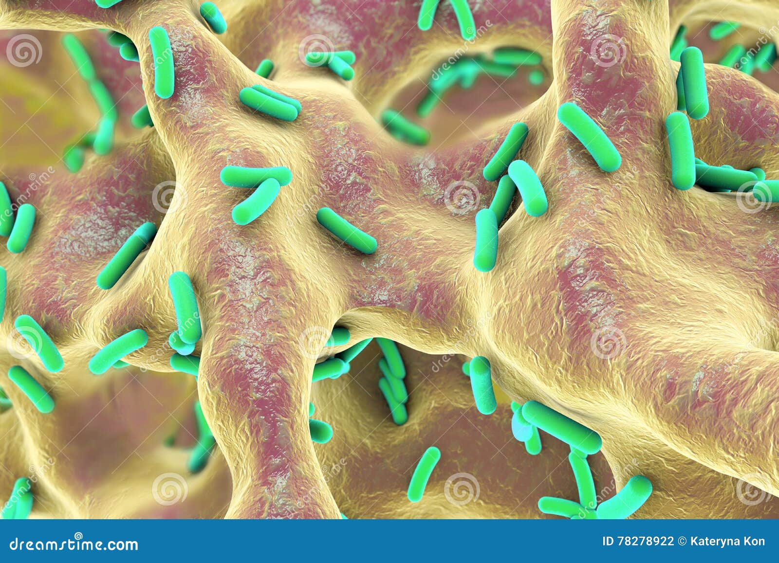 Rod-shaped Bacteria Inside Bone Tissue Stock Illustration ...