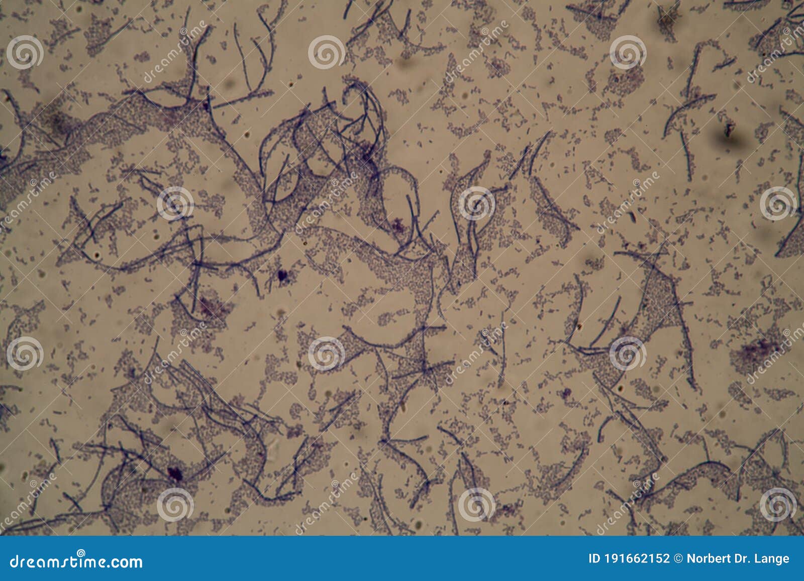 Rod-shaped bacteria 400x stock illustration. Illustration of tiny ...