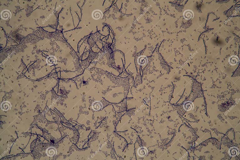 Rod-shaped bacteria 400x stock illustration. Illustration of tiny ...