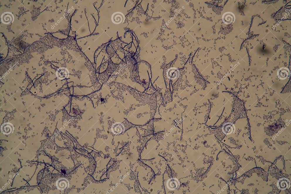 Rod-shaped bacteria 400x stock illustration. Illustration of tiny ...