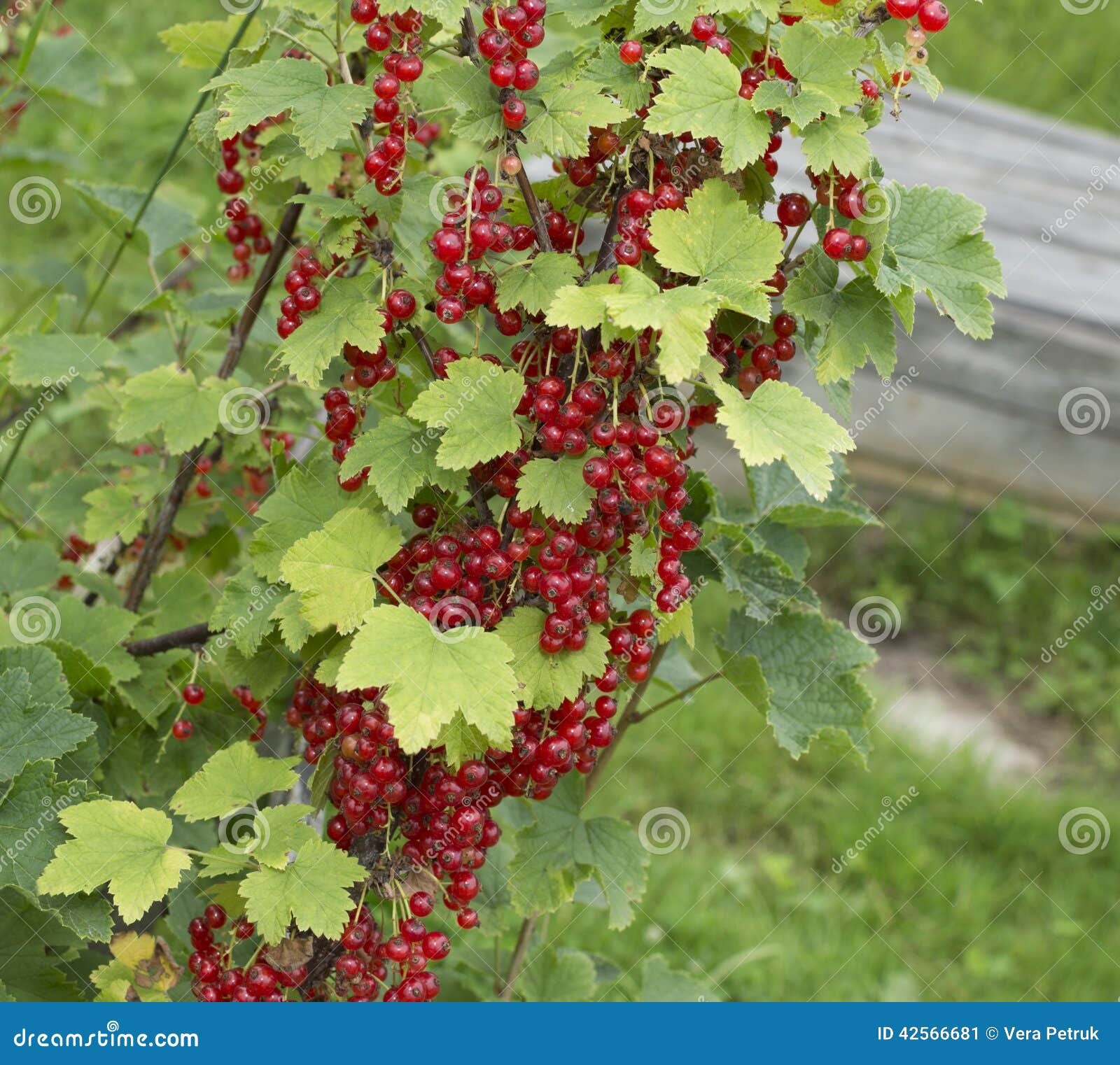 Rode aalbes op de struik stock afbeelding. Image of vers - 42566681