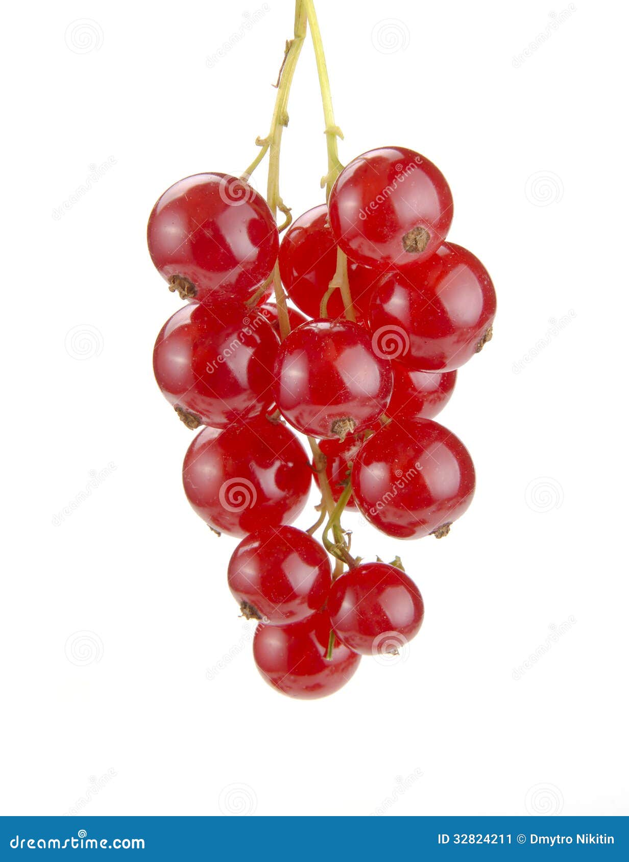 Rode aalbes op een tak stock afbeelding. Image of stam - 32824211