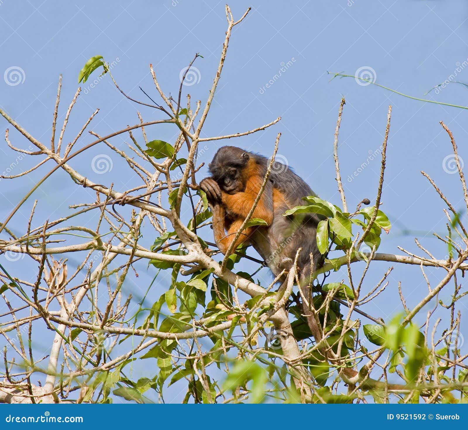 Rode Aap Colobus in Slaap in Boom Stock Foto - Image of slaap ...