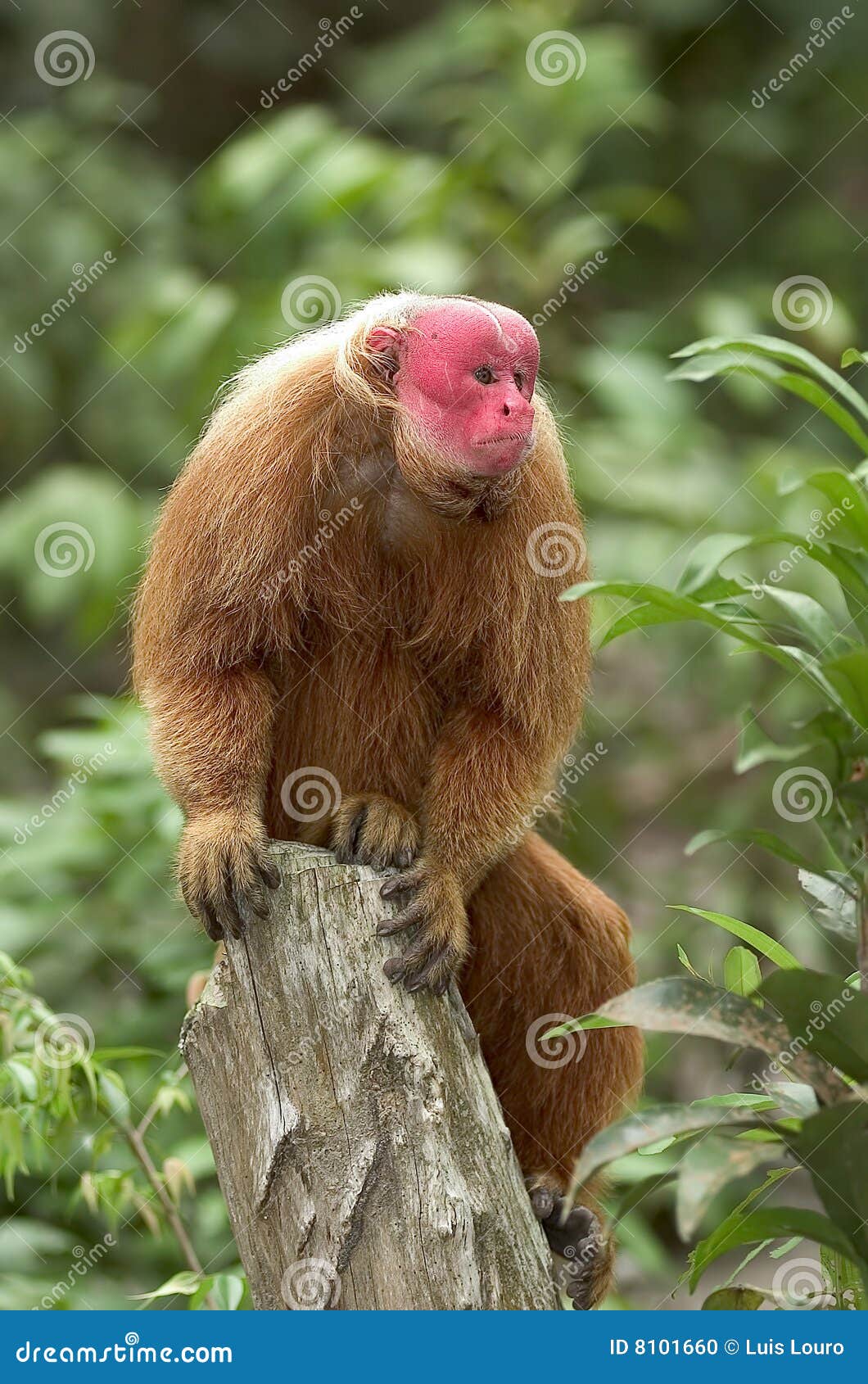 Rode aap Uakari stock foto. Image of wild, brazilië, regen - 8101660