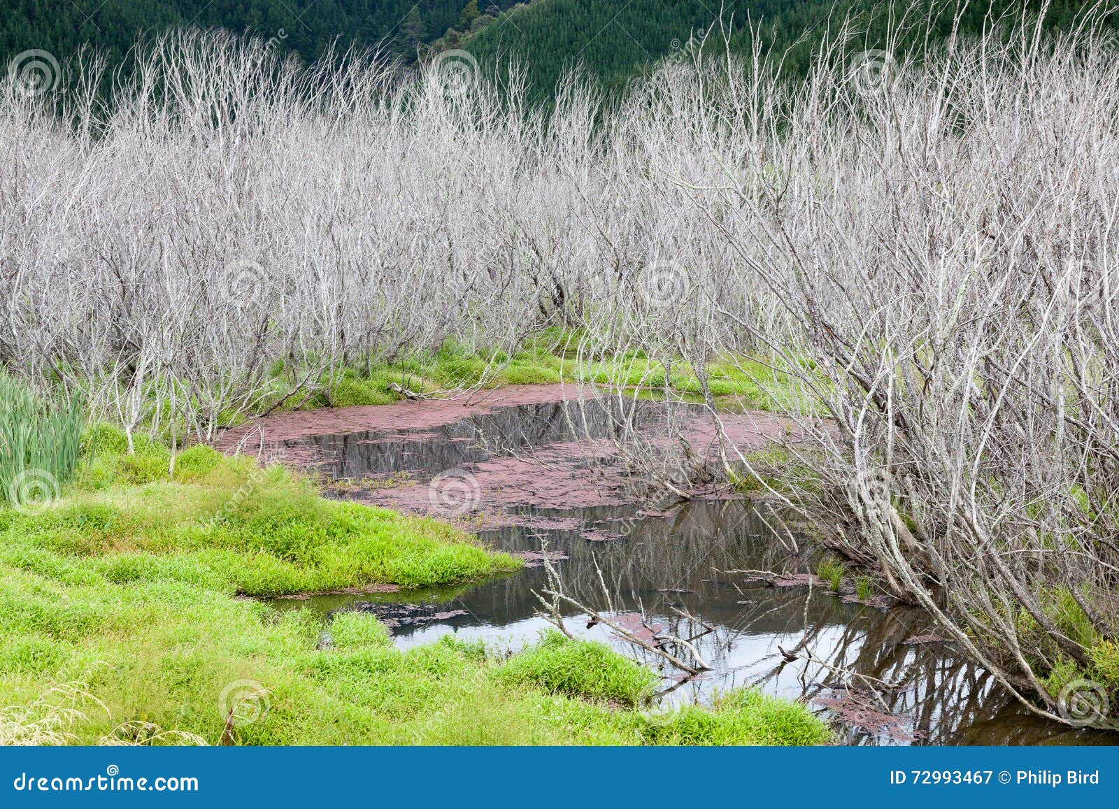 Rode Algen En Het Dode Moerasland Van Bomenparagraaf Stock Afbeelding ...