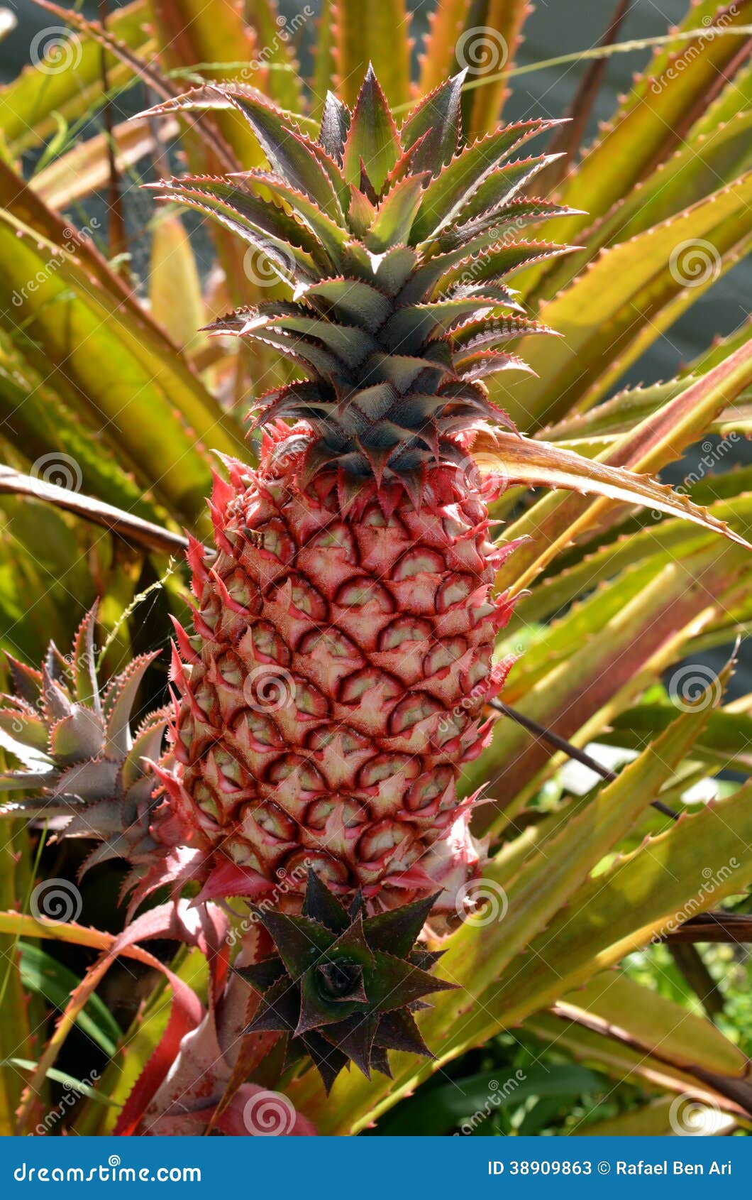 Rode Ananas stock afbeelding. Image of nave, nagerecht - 38909863